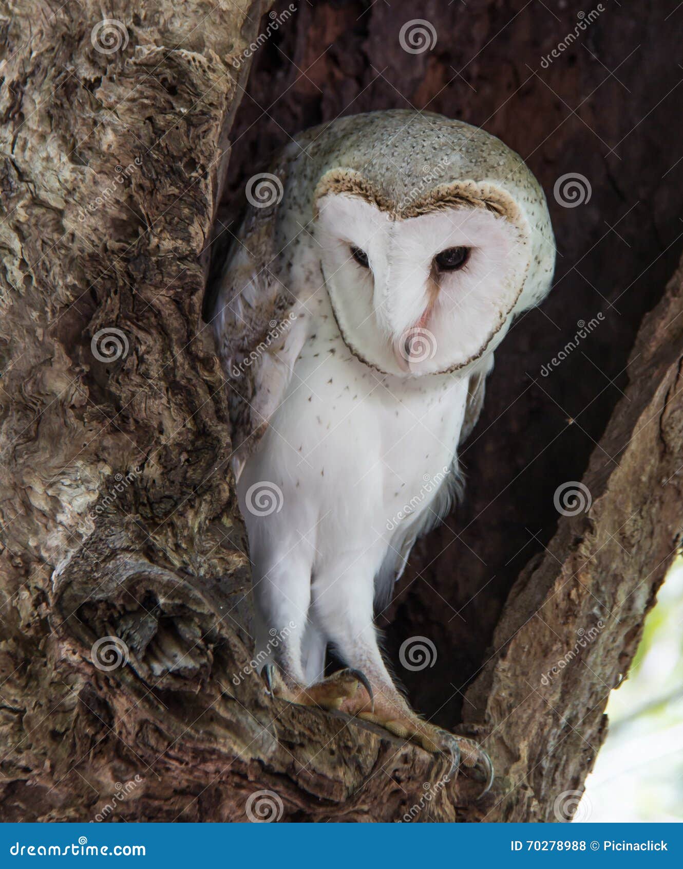 Watchful Owl stock photo. Image of trunk, tropical, cairns - 70278988