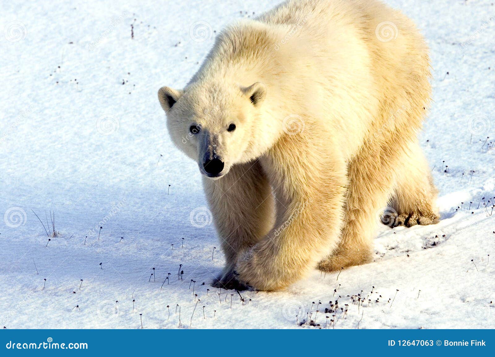 Watchful Polar Bear stock image. Image of powerful, carnivore - 12647063