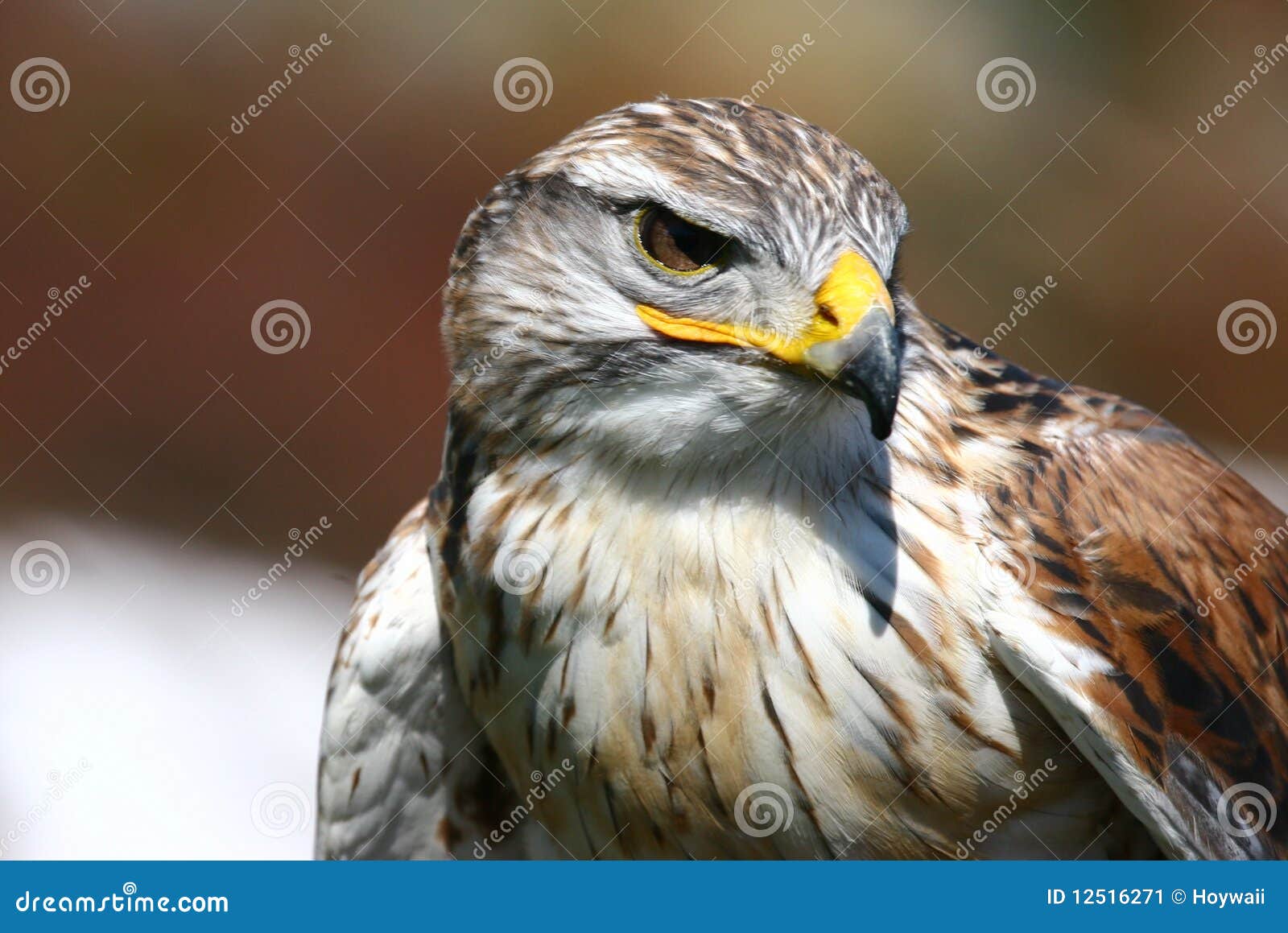 A watchful Red-tailed Hawk stock image. Image of fierce - 12516271
