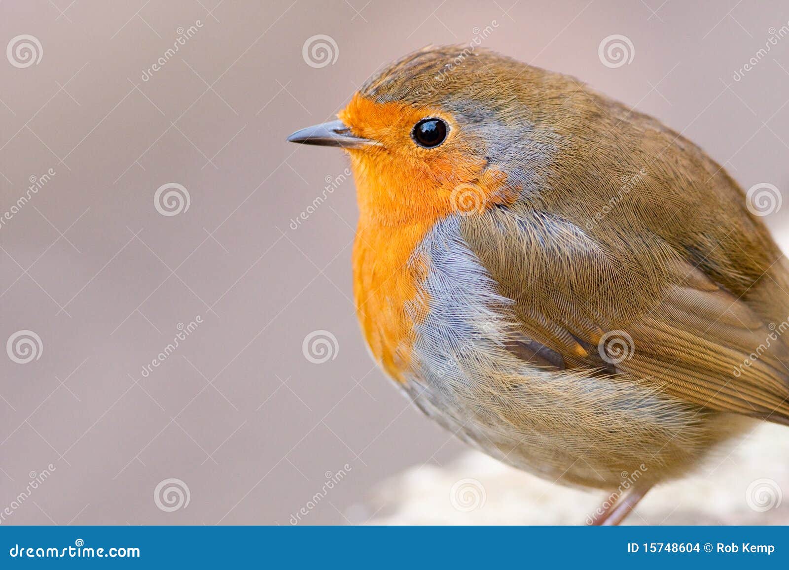Watchful Robin Close Up with Copy Space Stock Photo - Image of robin ...