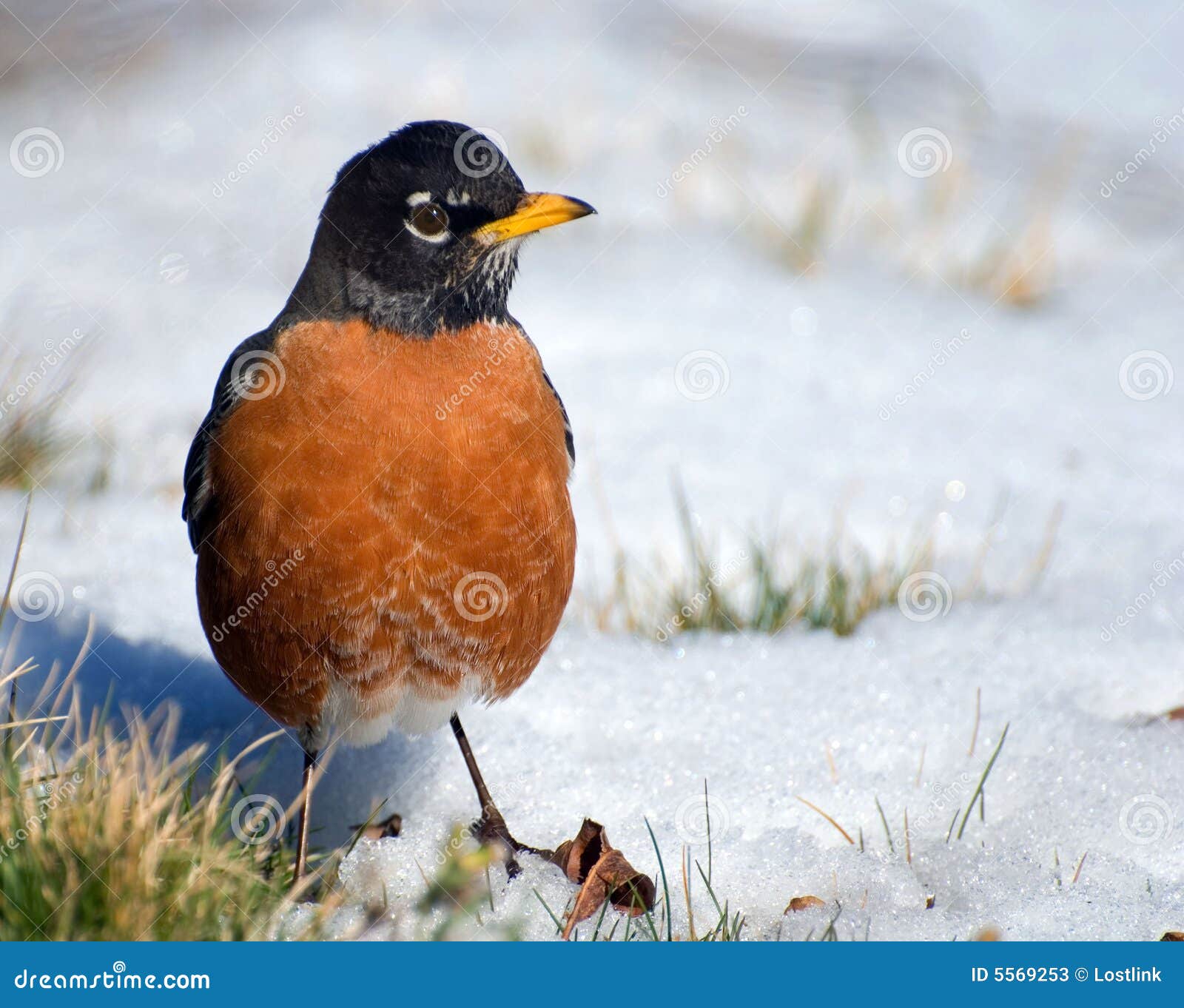 Watchful robin on snow stock image. Image of perched, wings - 5569253