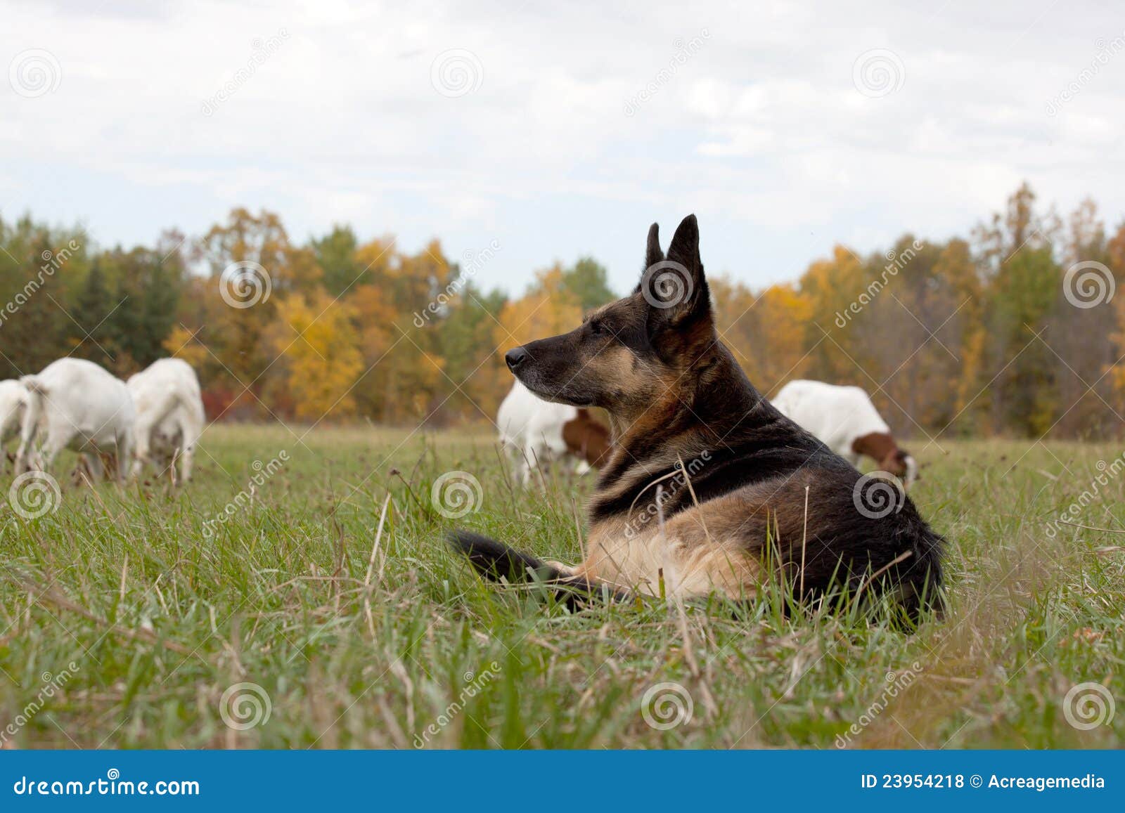 Watchful shepherd stock photo. Image of goats, wolf, shepherd - 23954218