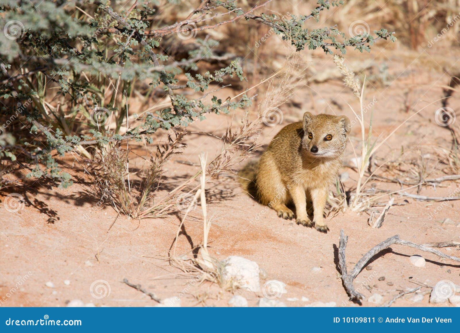 Watchful Southern African Weasel Stock Image - Image of standing ...