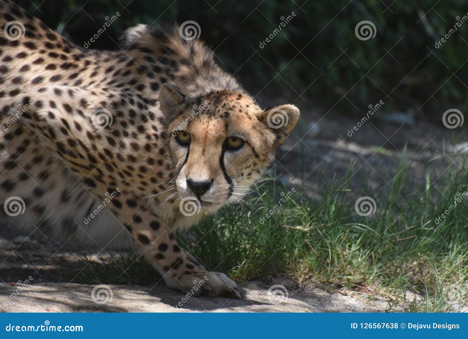 Watchful Wary Cheetah Cat in a Tight Crouch Stock Photo - Image of ...