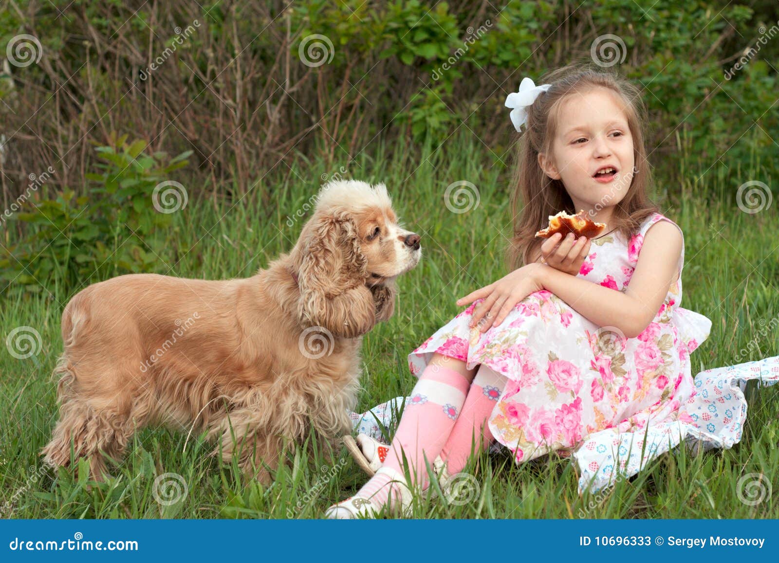 Watching closely stock image. Image of park, spaniel - 10696333