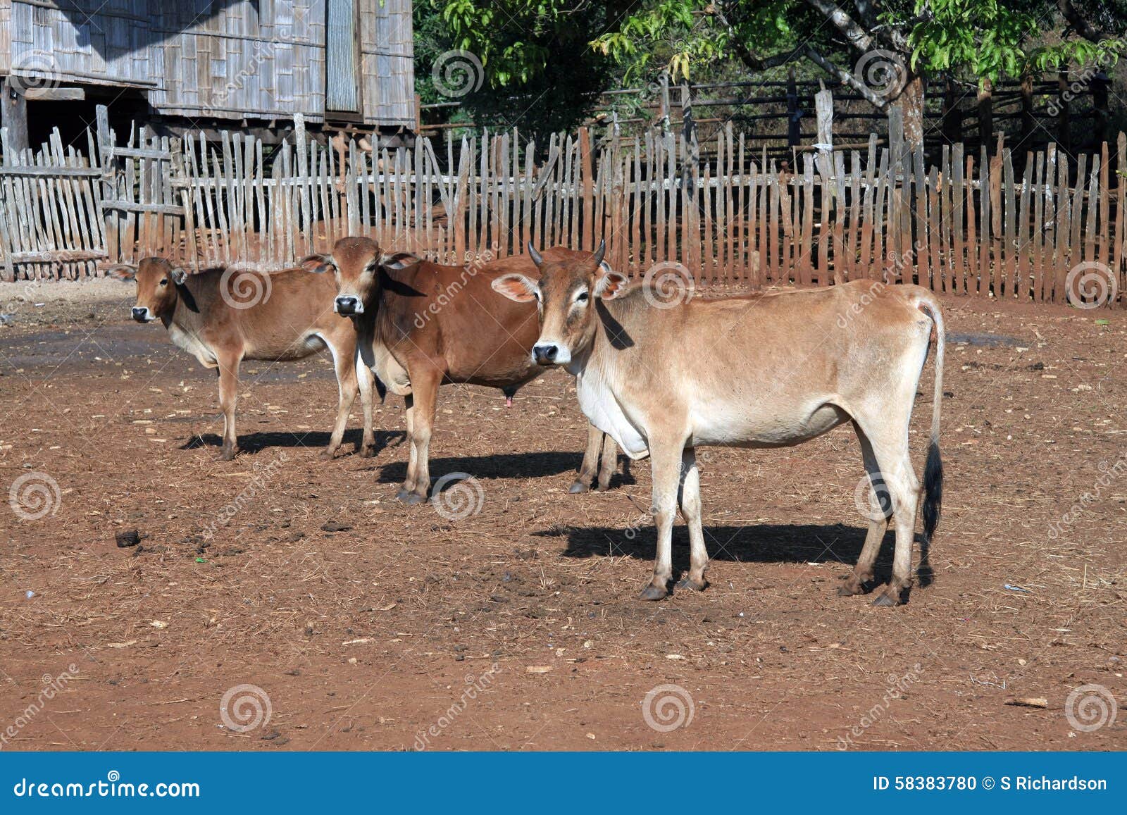 Watching cows stock photo. Image of thailand, beef, bullock - 58383780