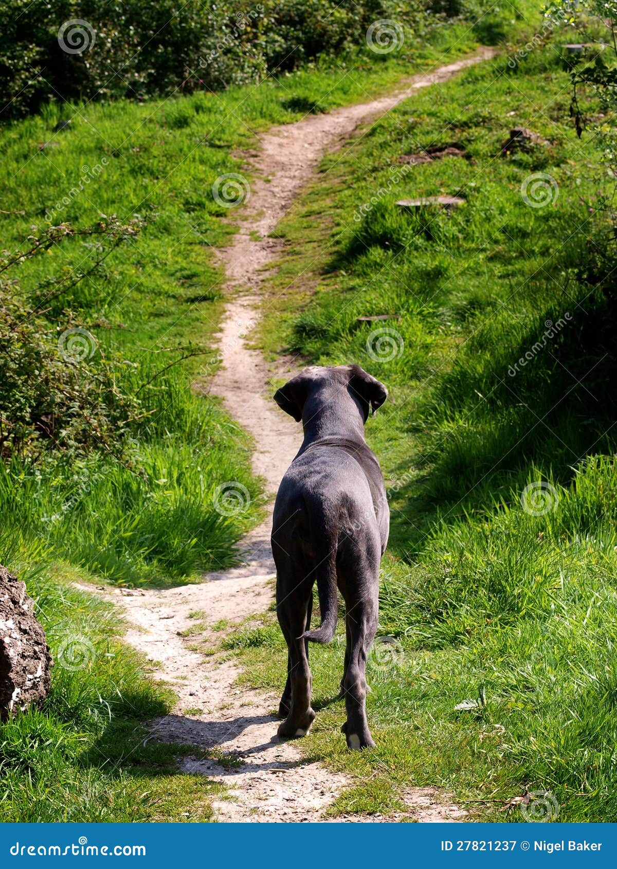 Watching Dog stock image. Image of meadow, watch, silver - 27821237