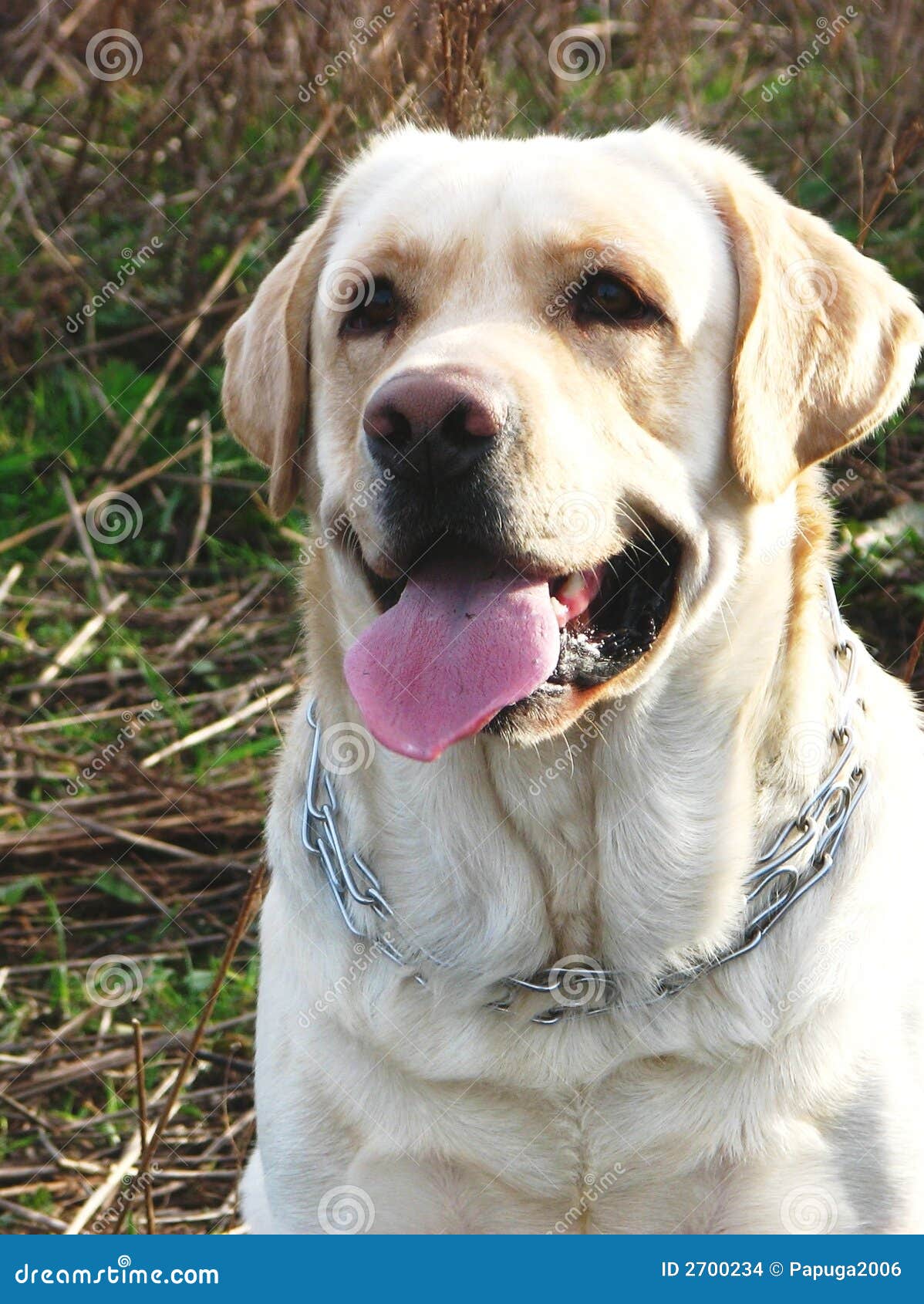 Watching dog 3 stock photo. Image of animal, labrador - 2700234