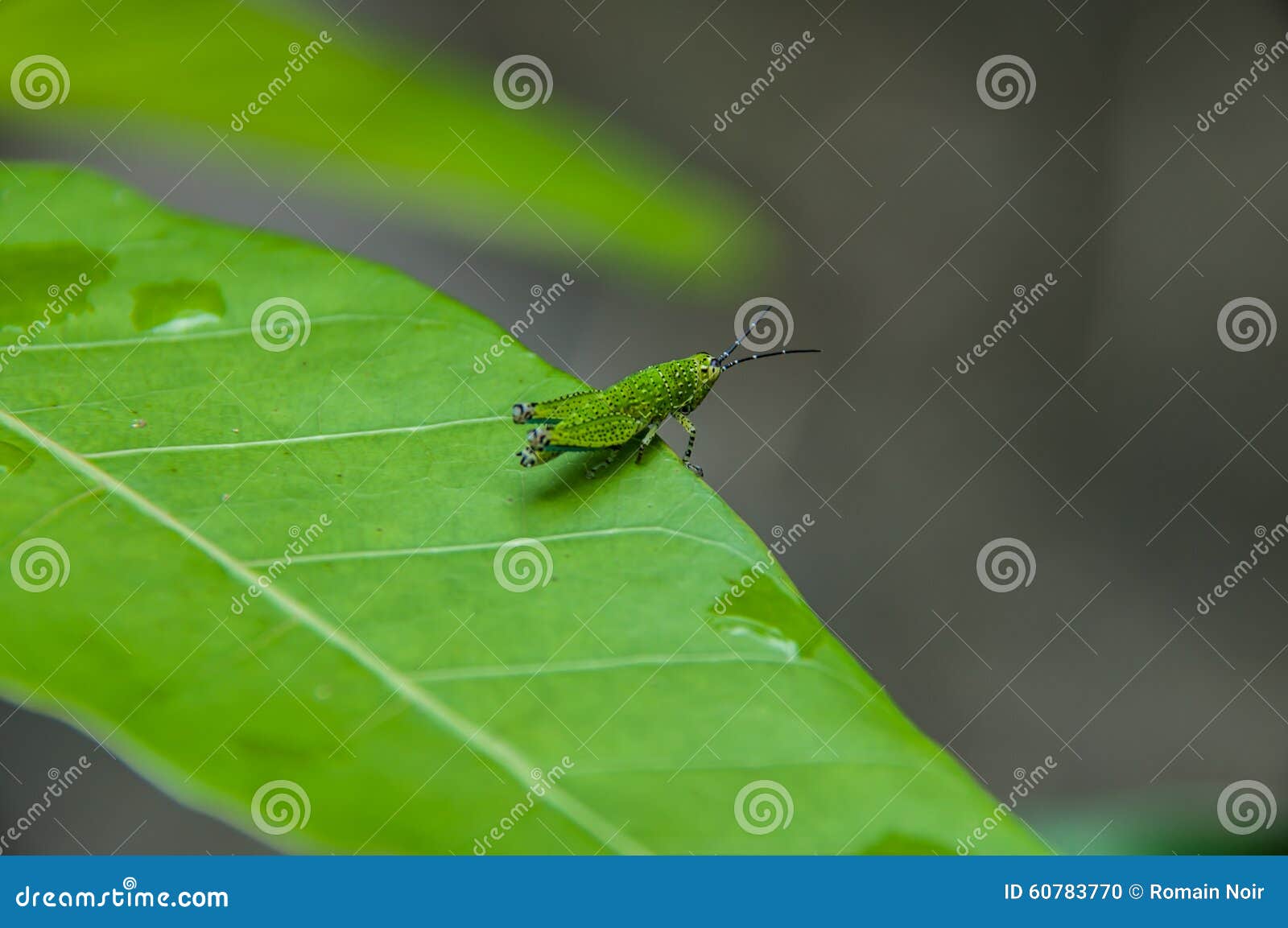 Watching insect stock photo. Image of stories, photostock - 60783770