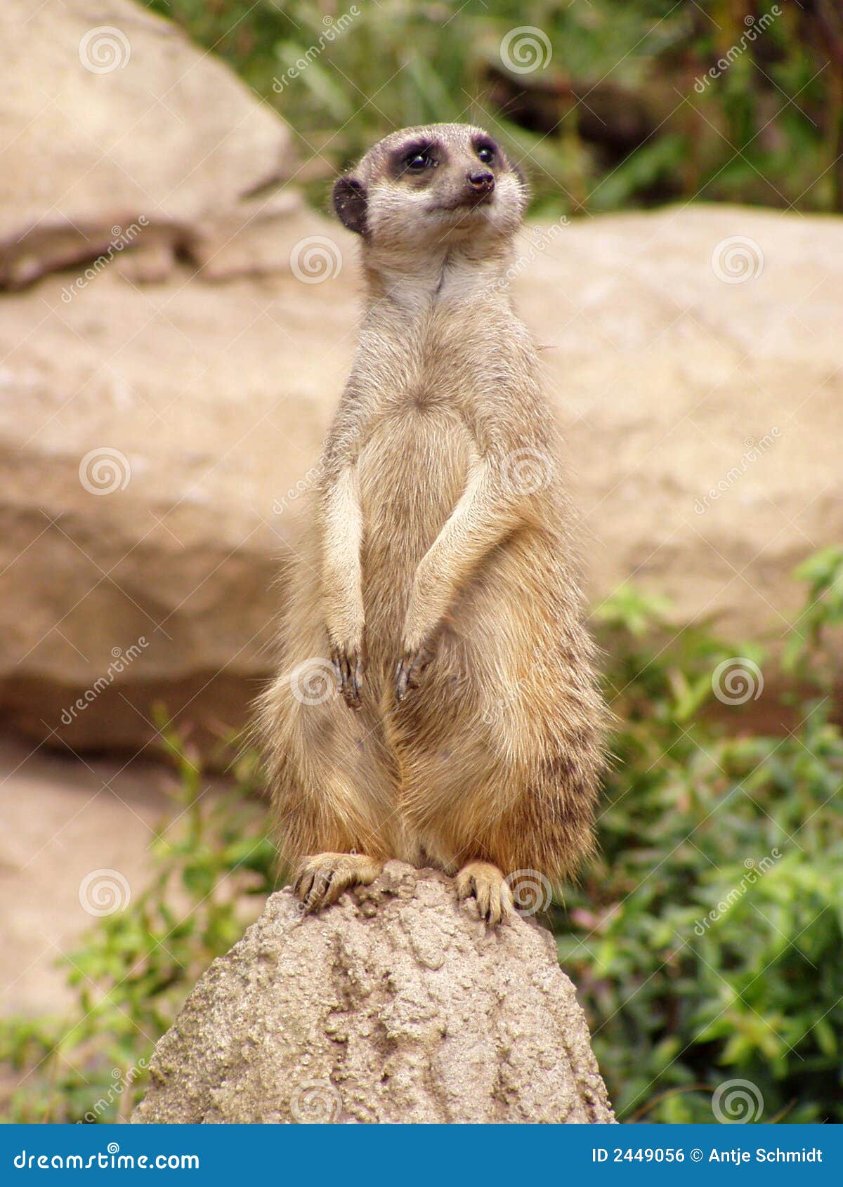 Watching meerkat stock photo. Image of close, wild, suricata - 2449056