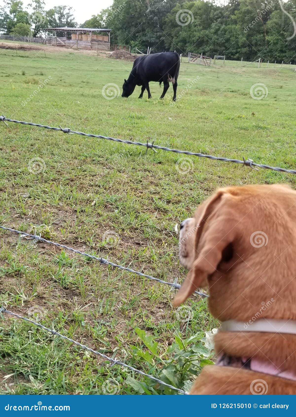Watching stock photo. Image of distance, bull, watching - 126215010