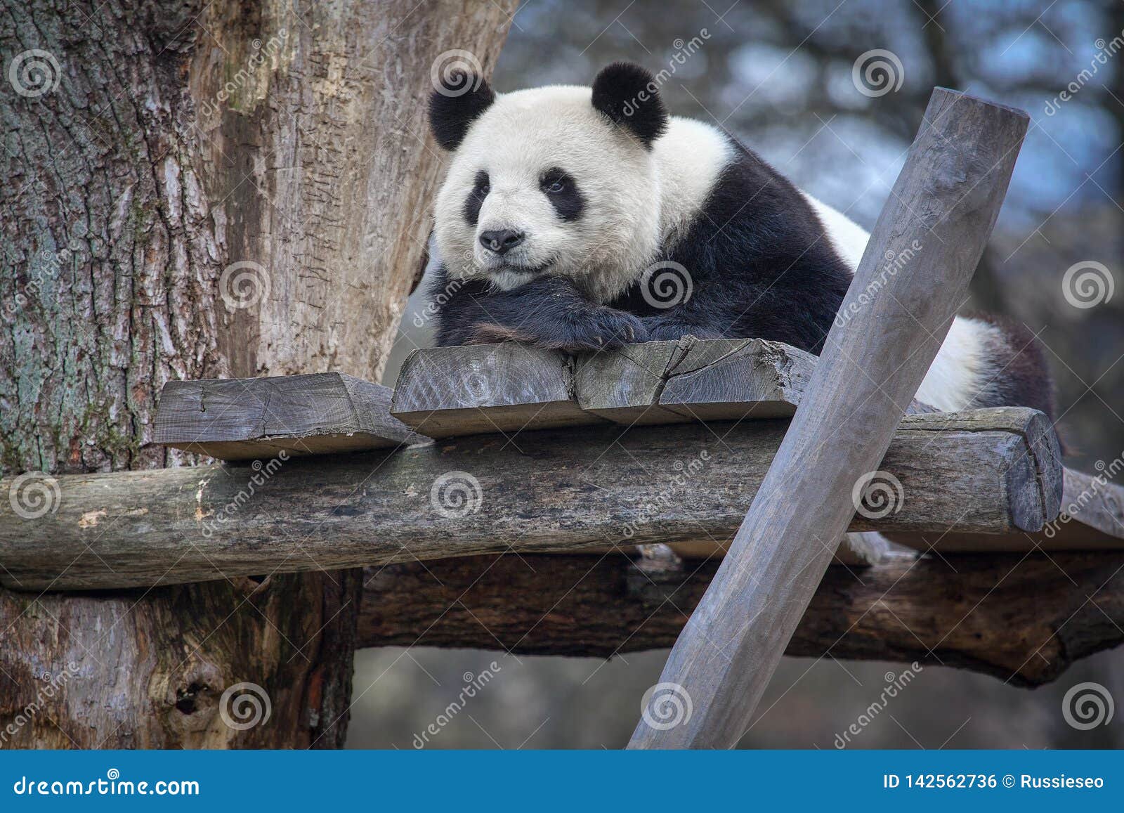 Watching panda stock photo. Image of animal, mammal - 142562736