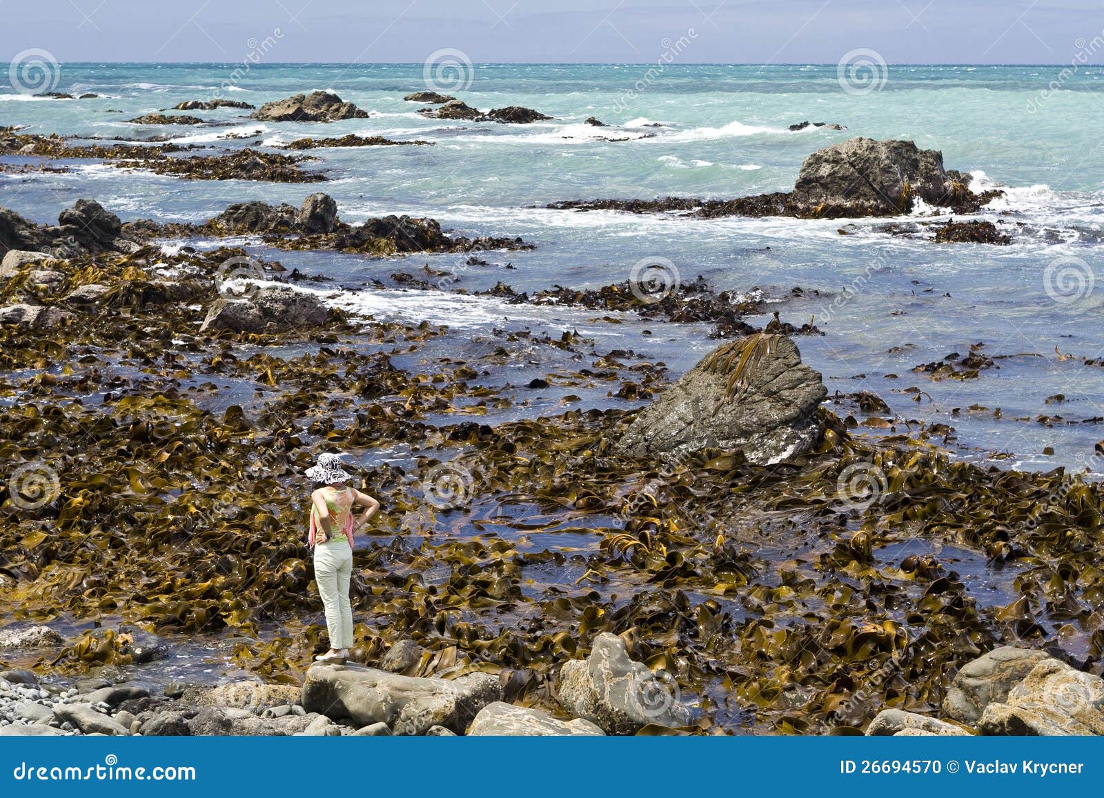 Watching on Seaweeds during a Low Tide Stock Photo - Image of coast ...