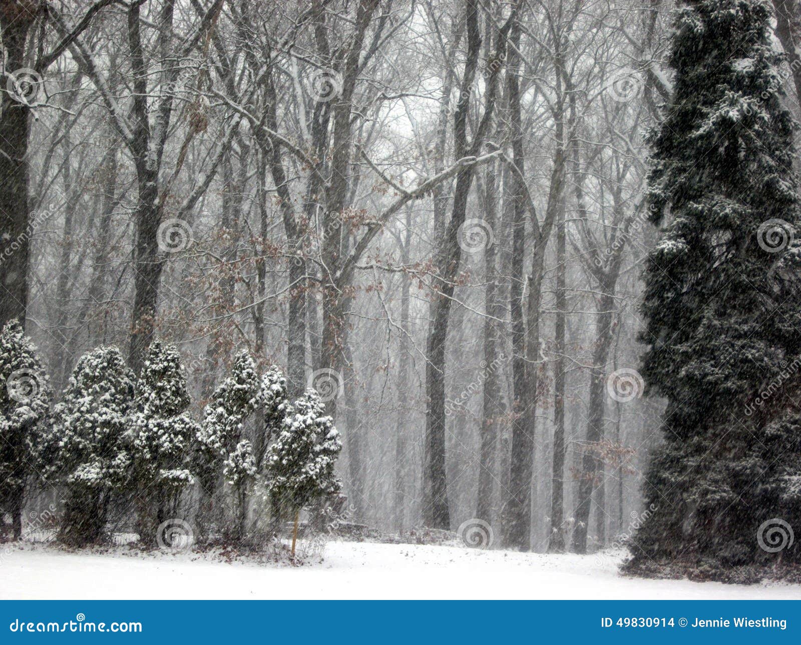 Watching it Snow stock photo. Image of snow, falling - 49830914