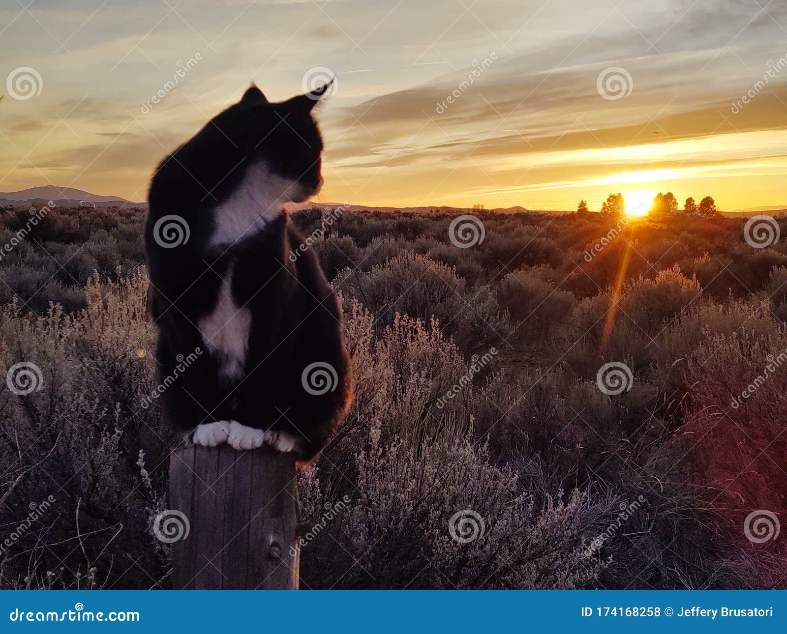 Watching the sun go down stock photo. Image of white - 174168258