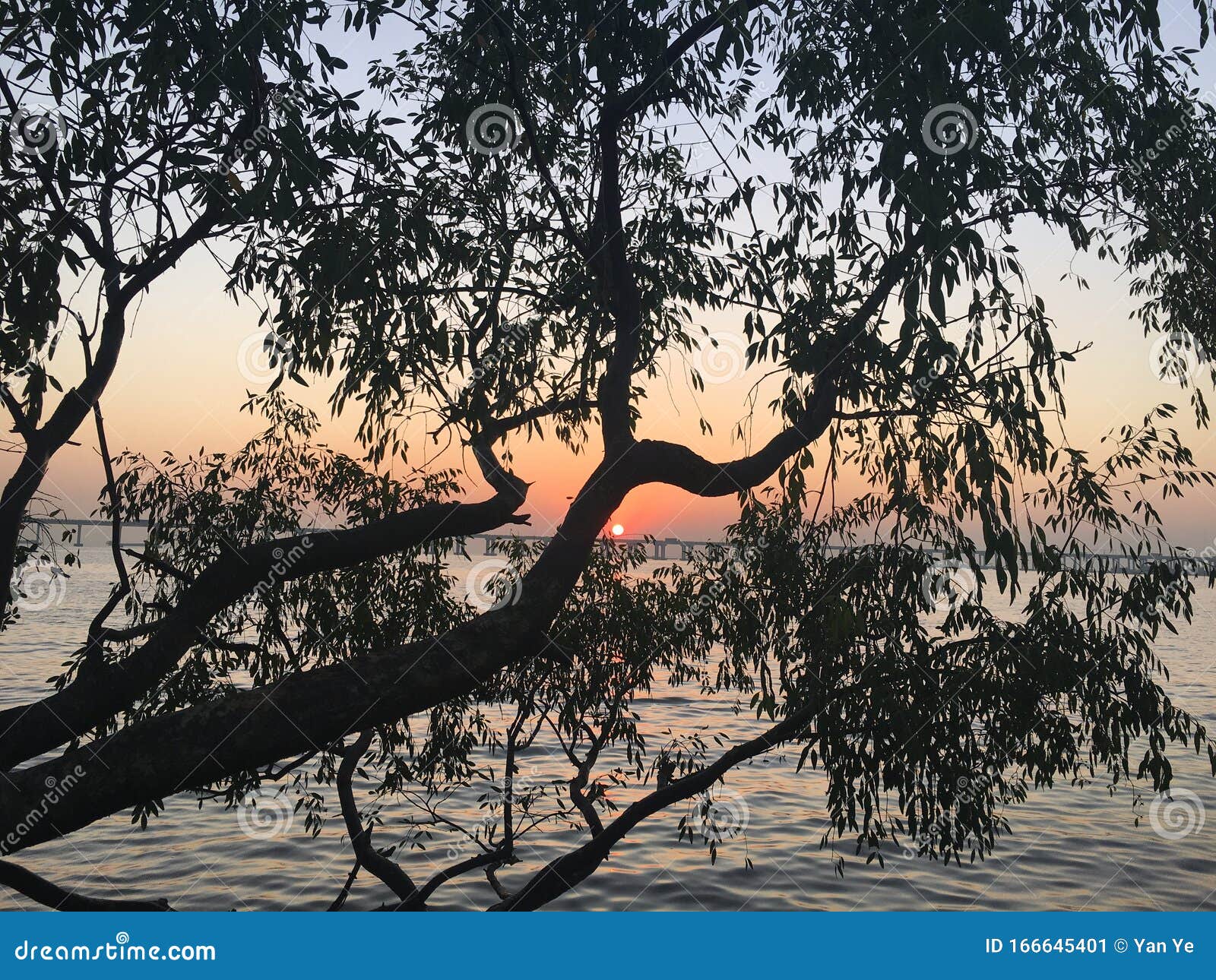 Watching the Sunset in the Distance between the Trees Stock Image ...