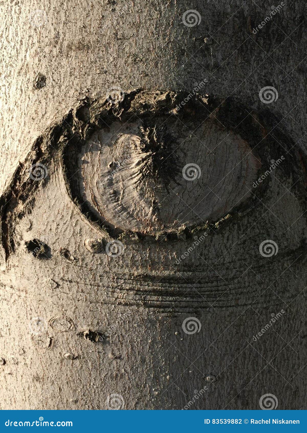 Always Watching stock photo. Image of pupil, trees, wonders - 83539882