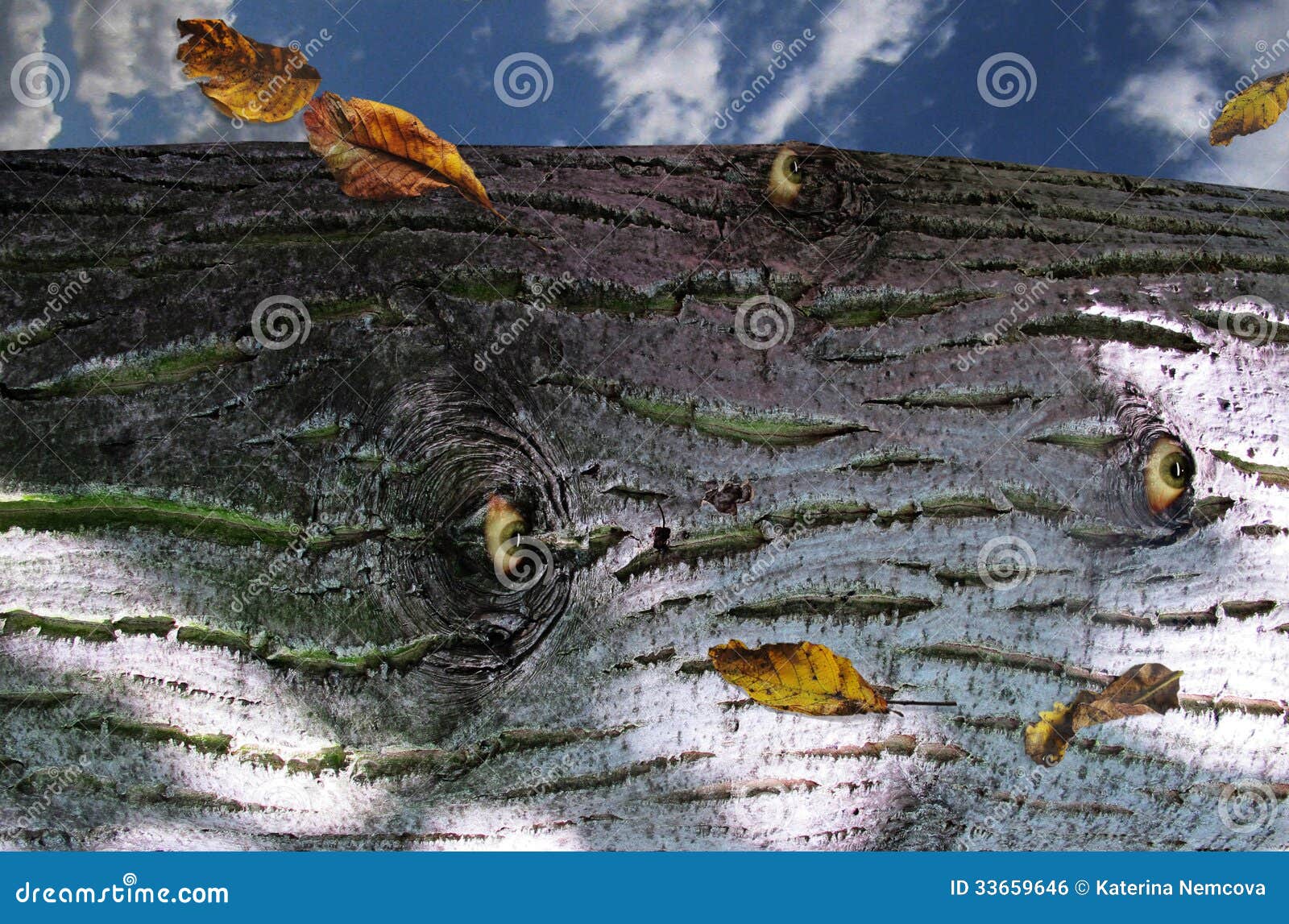 Watching Walnut stock photo. Image of clouds, green, outdoors - 33659646