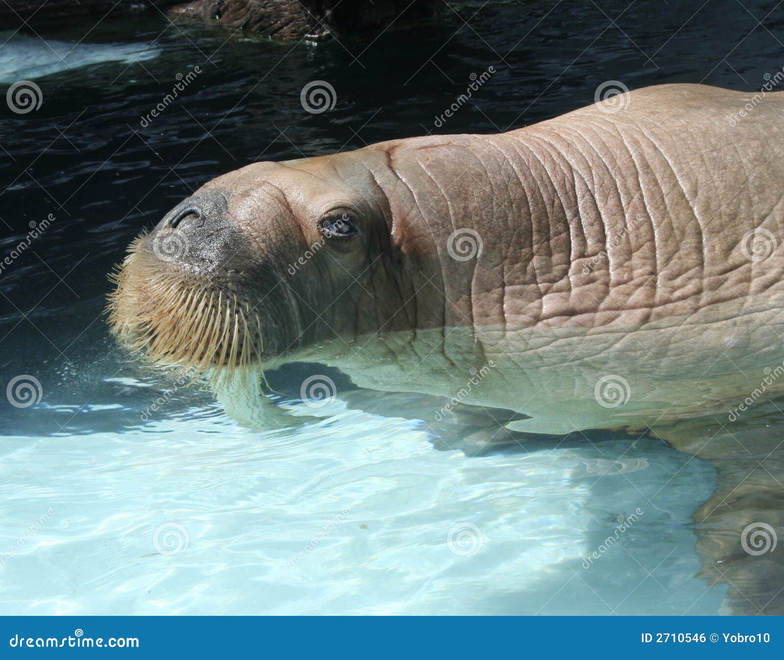 Watching Walrus stock photo. Image of bearded, walrus - 2710546