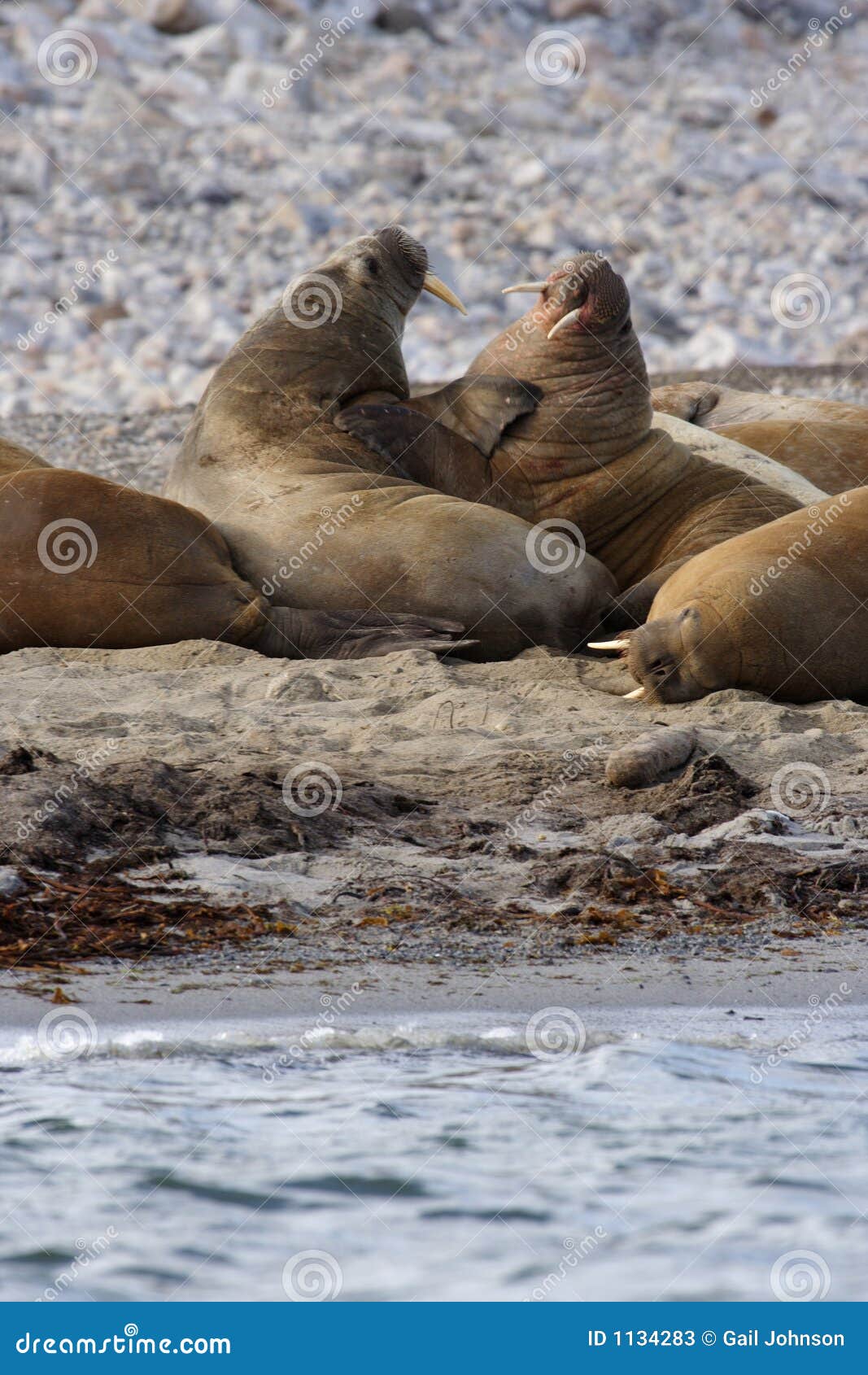Watching a Walrus haulout stock image. Image of europe - 1134283