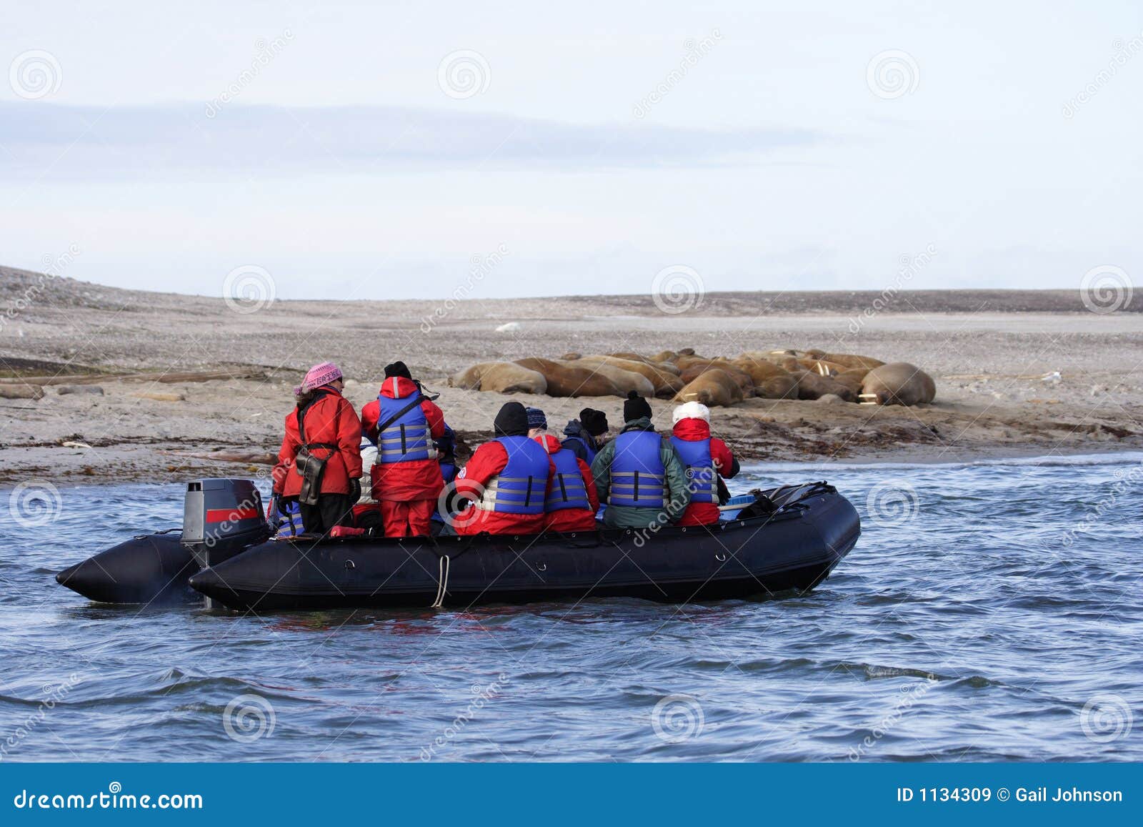 Watching a Walrus haulout stock image. Image of islands - 1134309