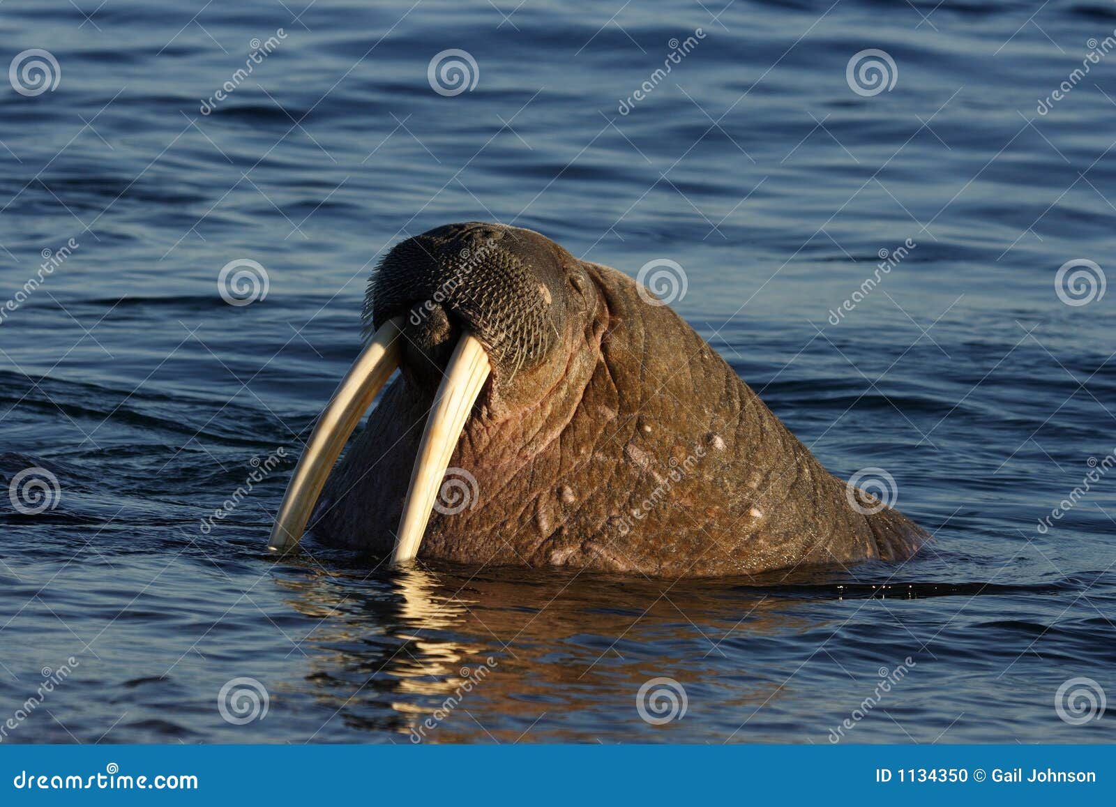 Watching a Walrus haulout stock photo. Image of atlantic - 1134350