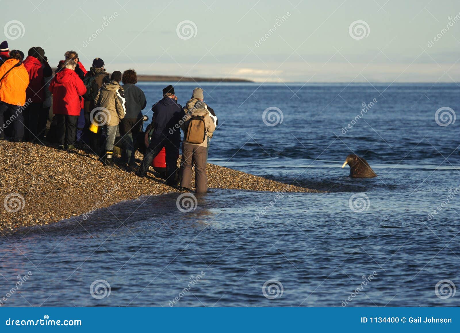 Watching a Walrus haulout stock photo. Image of sightseeing - 1134400