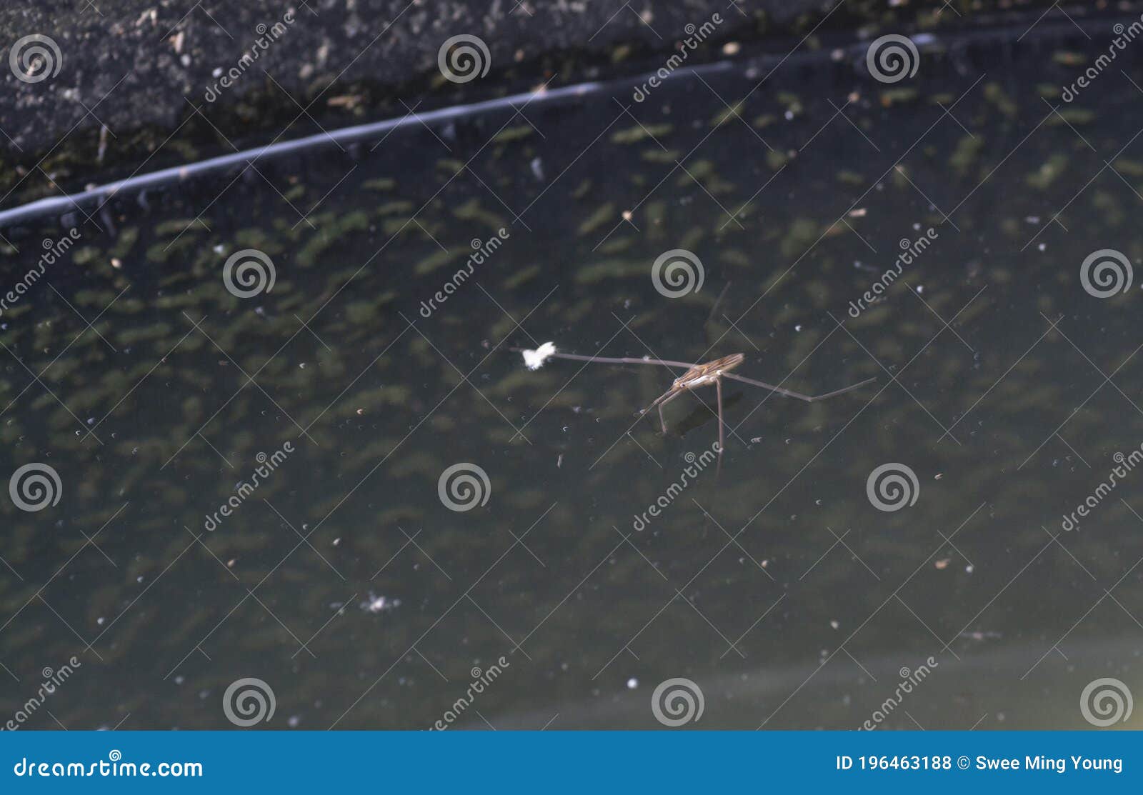 Wate Strider Insect Floating on the Surface of the Water Stock Photo ...