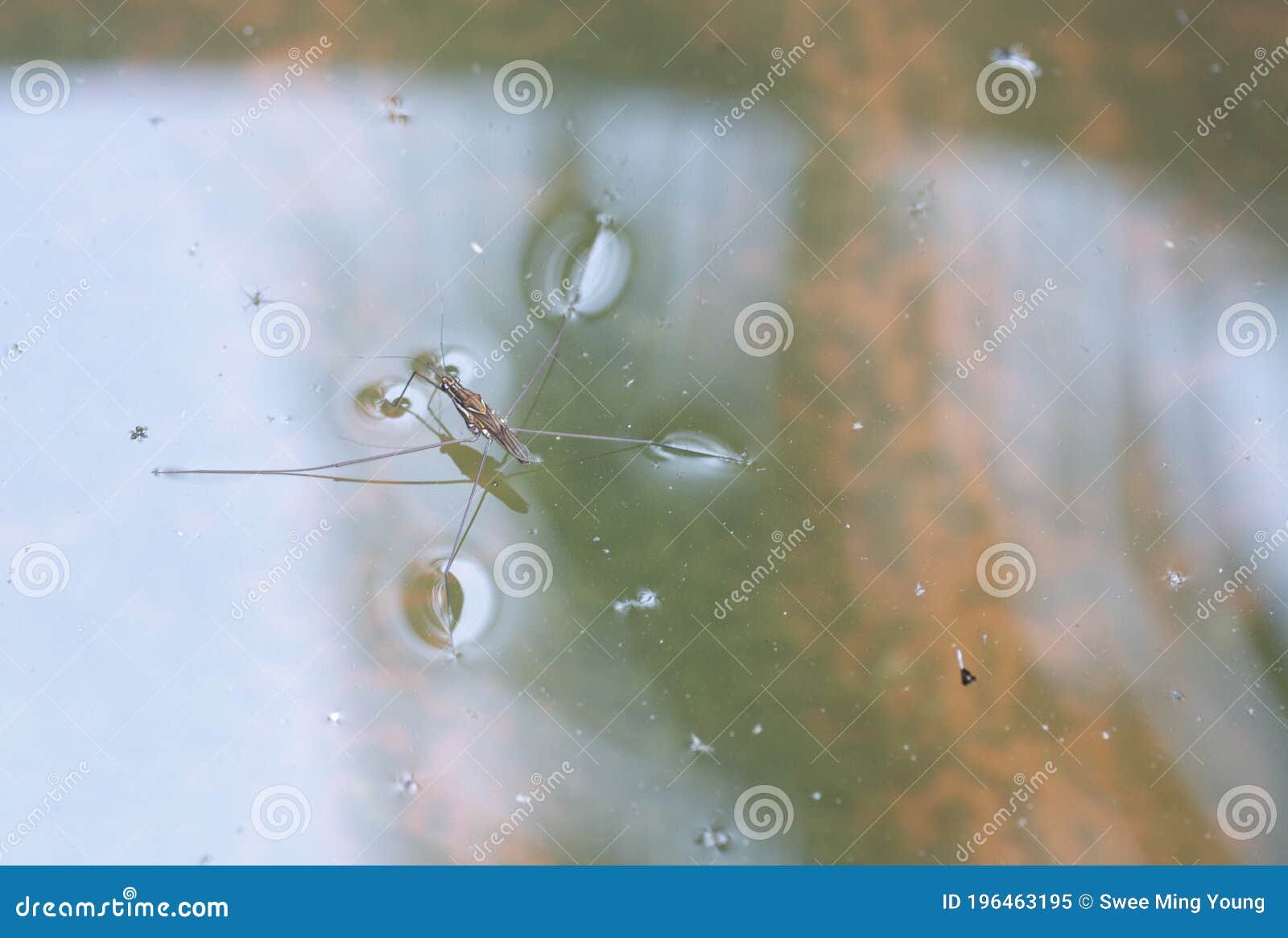Wate Strider Insect Floating on the Surface of the Water Stock Image ...