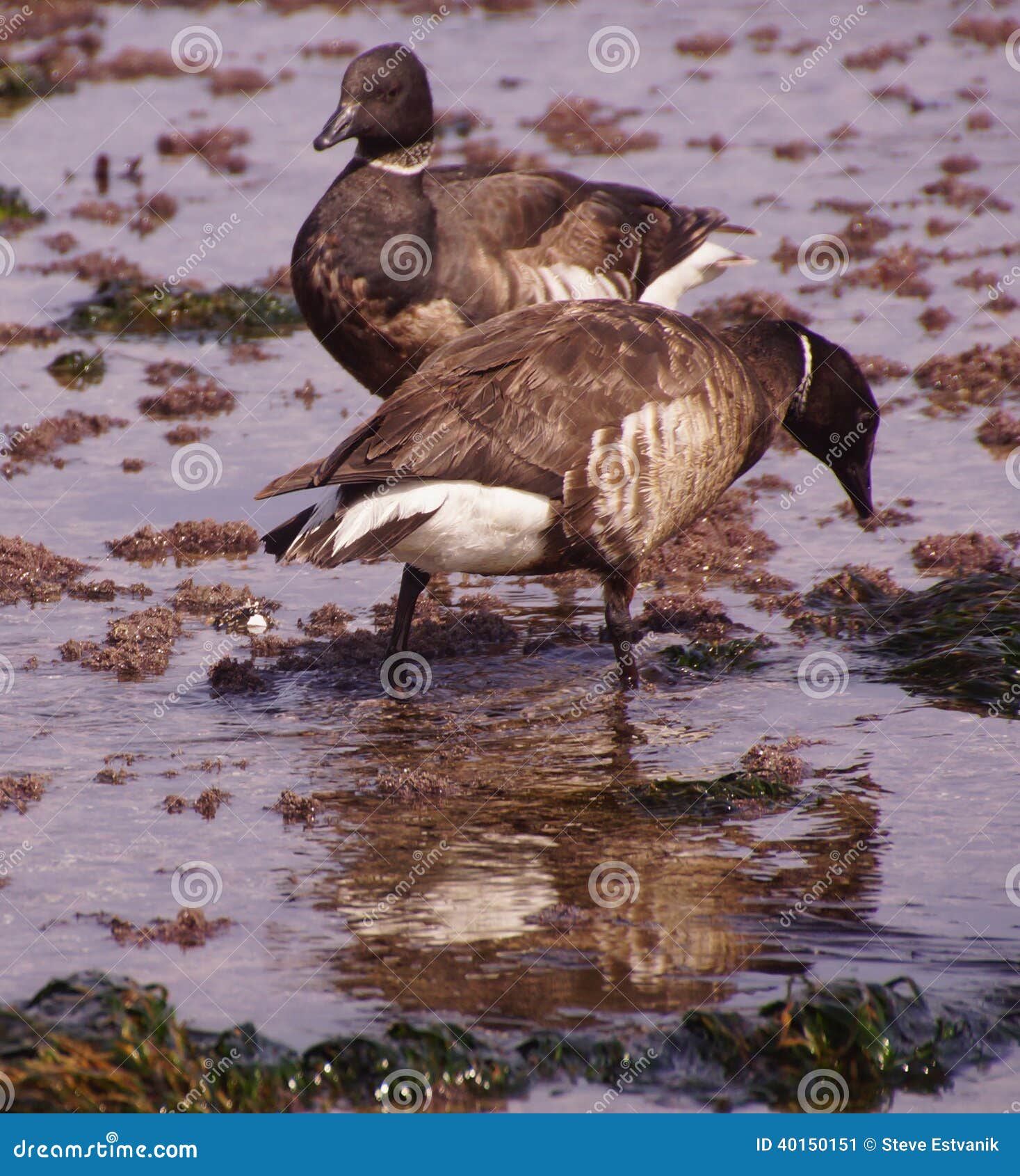 Watende Brant-Ganspaare stockbild. Bild von küste, schwimmbad - 40150151