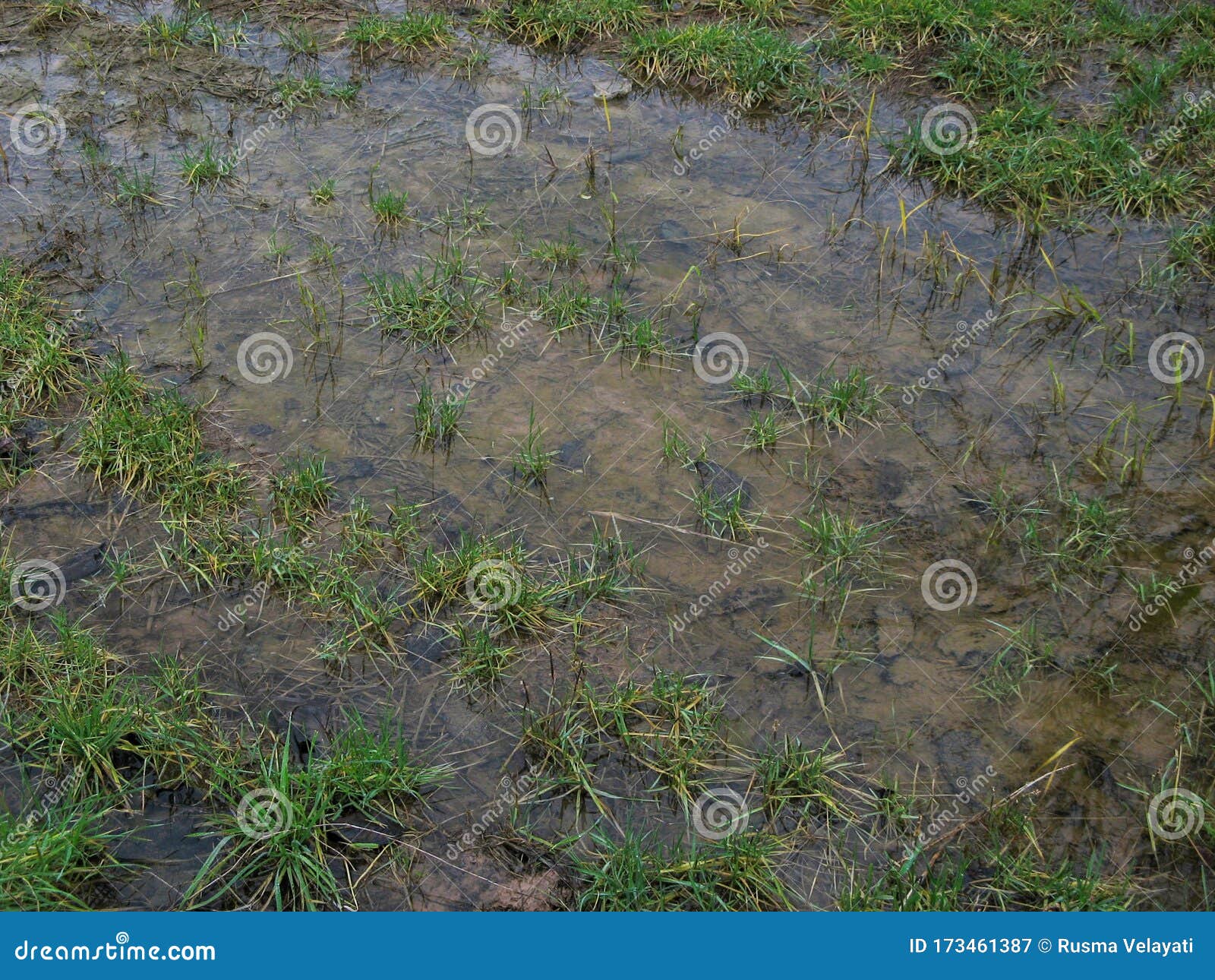 Water Accumulation on the Ground Rain Stock Image - Image of flora ...