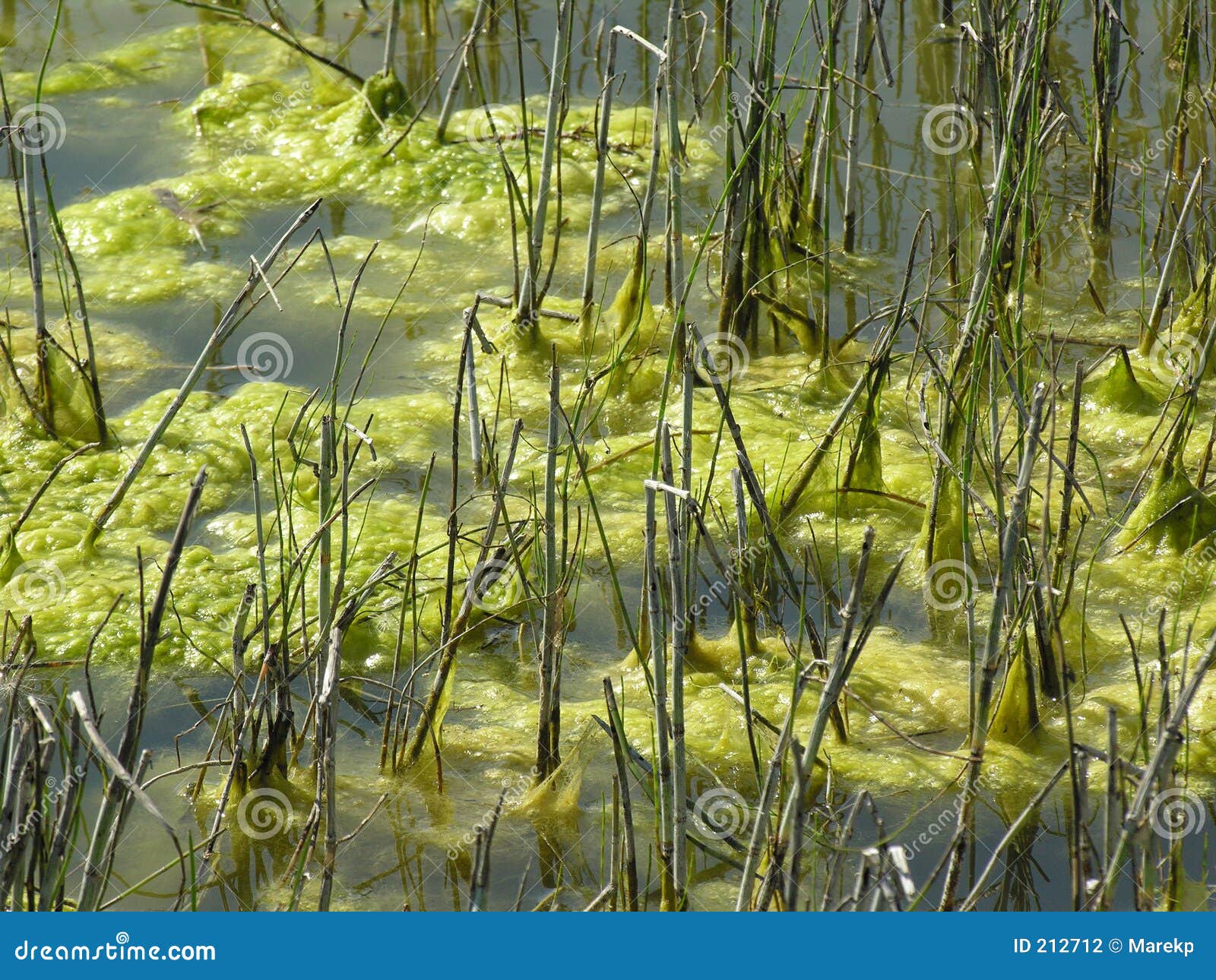 Water algae stock photo. Image of algae, green, shore, water - 212712