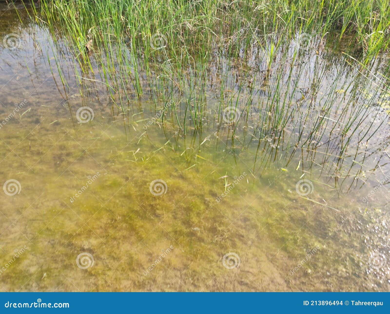 Sea Water Red Algae Royalty-Free Stock Photo | CartoonDealer.com #194441055
