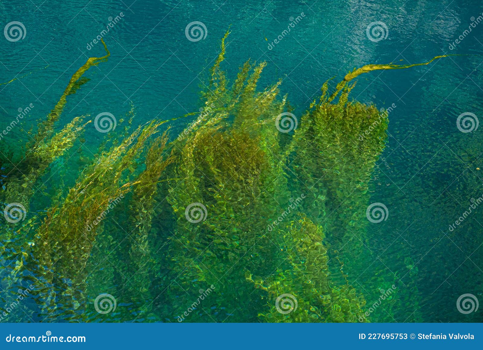 Water with Algae that Create Beautiful Abstract Images Colored Green ...
