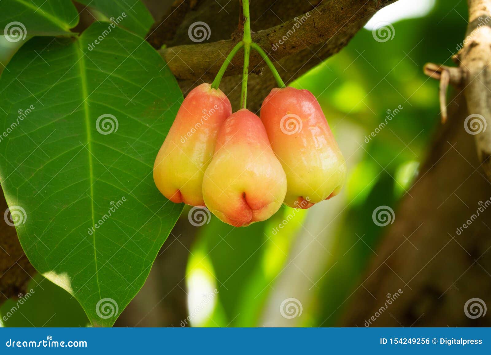 Water Apple Fruit stock photo. Image of organic, apple - 154249256