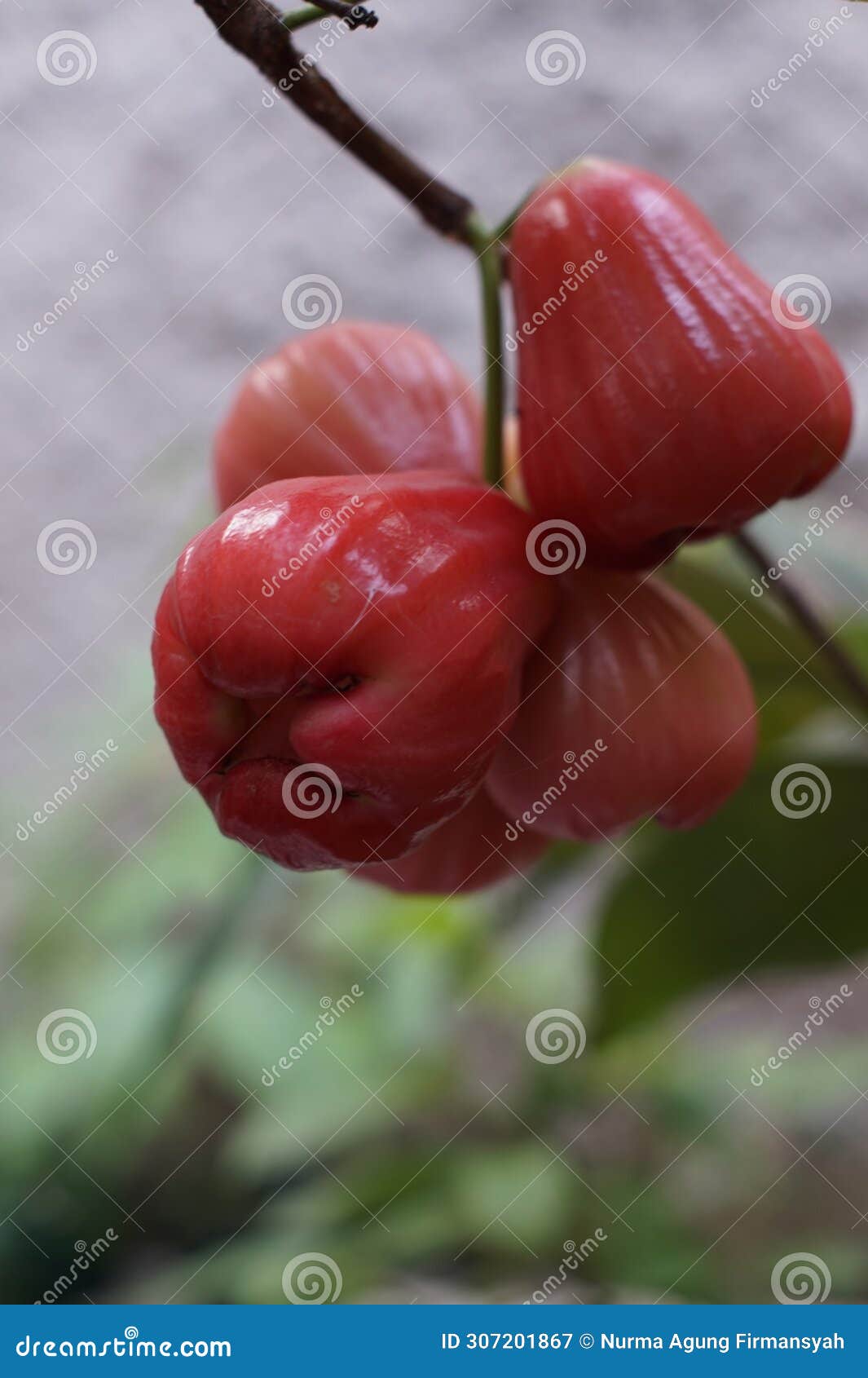 The water apple fruits stock image. Image of apple, still - 307201867