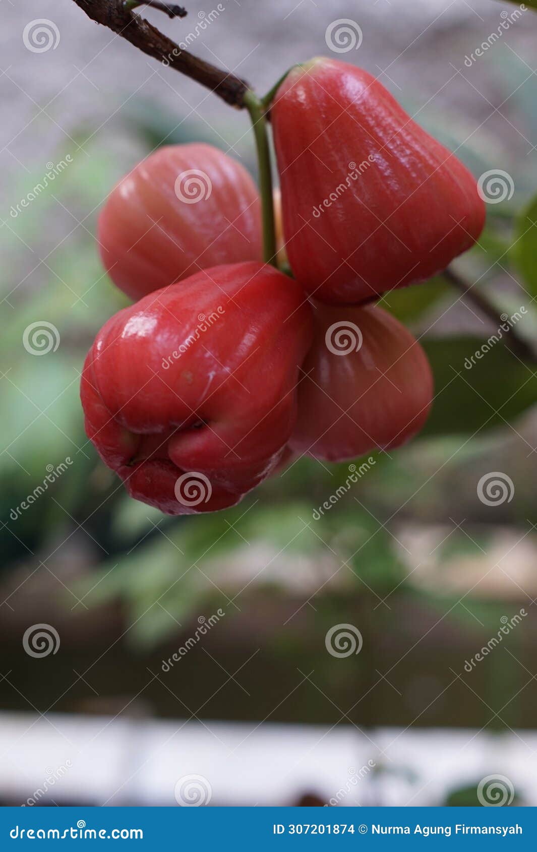 The water apple fruits stock photo. Image of sweet, food - 307201874