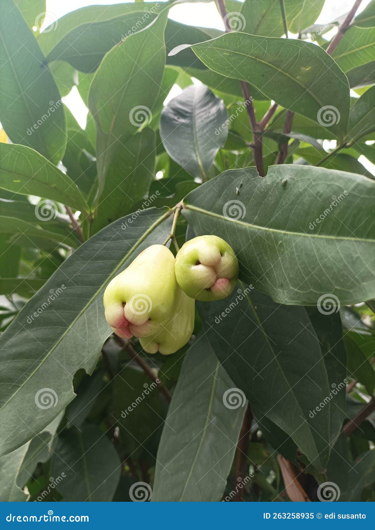 Water apple stock image. Image of vegetable, guava, tree - 263258935