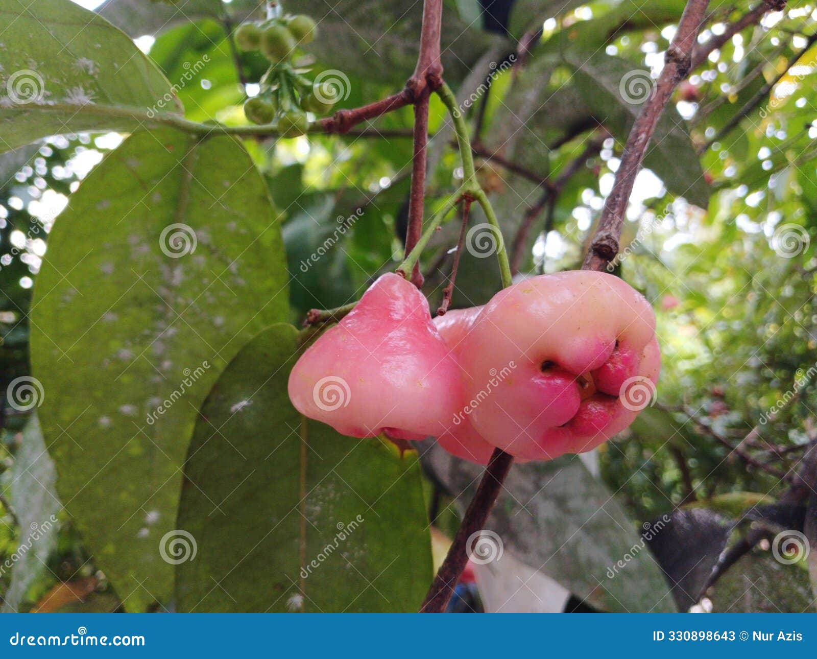 Water Apple or Water Apple Hanging on the Tree Stock Image - Image of ...