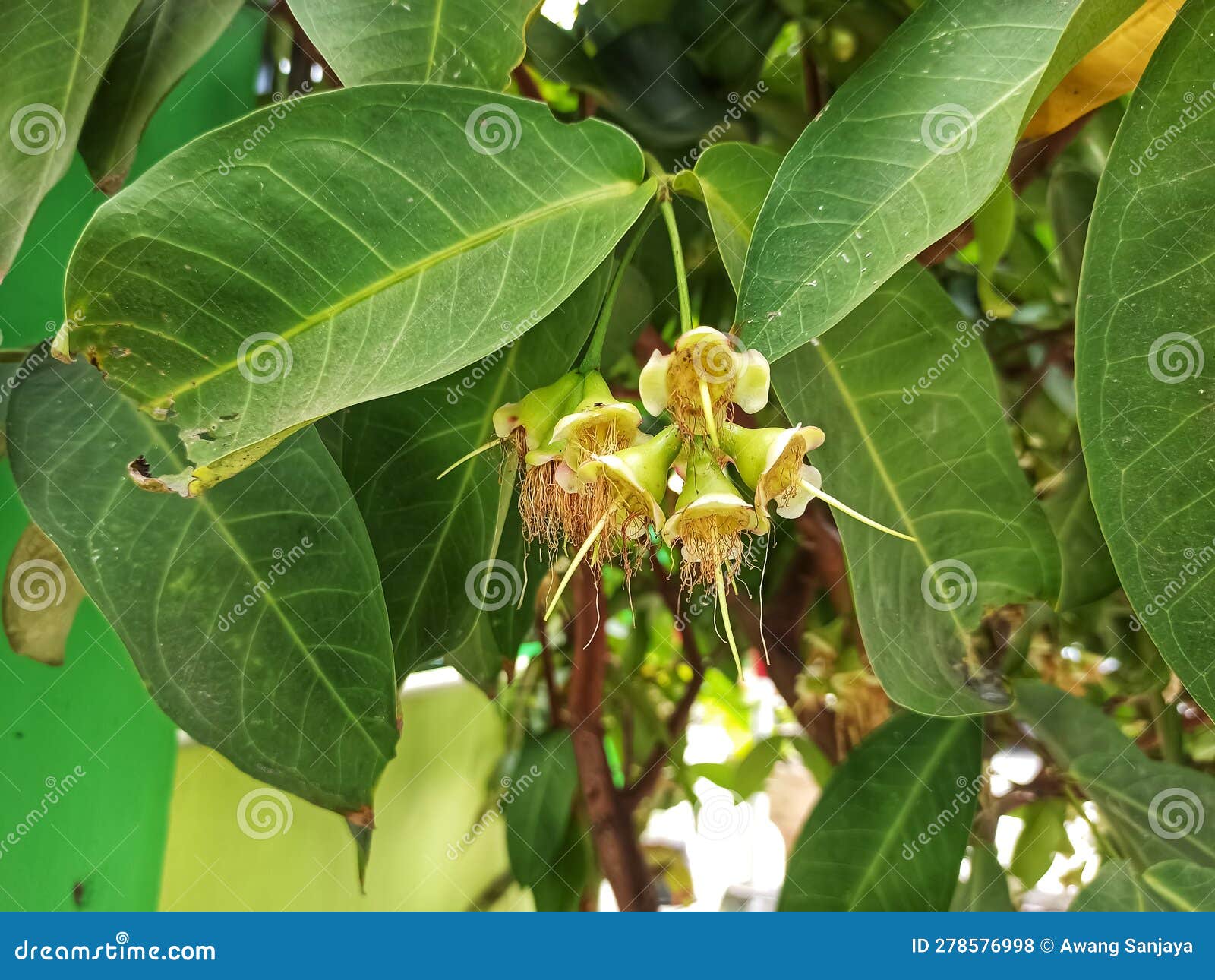 The Water Apple Tree Has Bloomed with Beautiful Flowers. Stock Photo ...