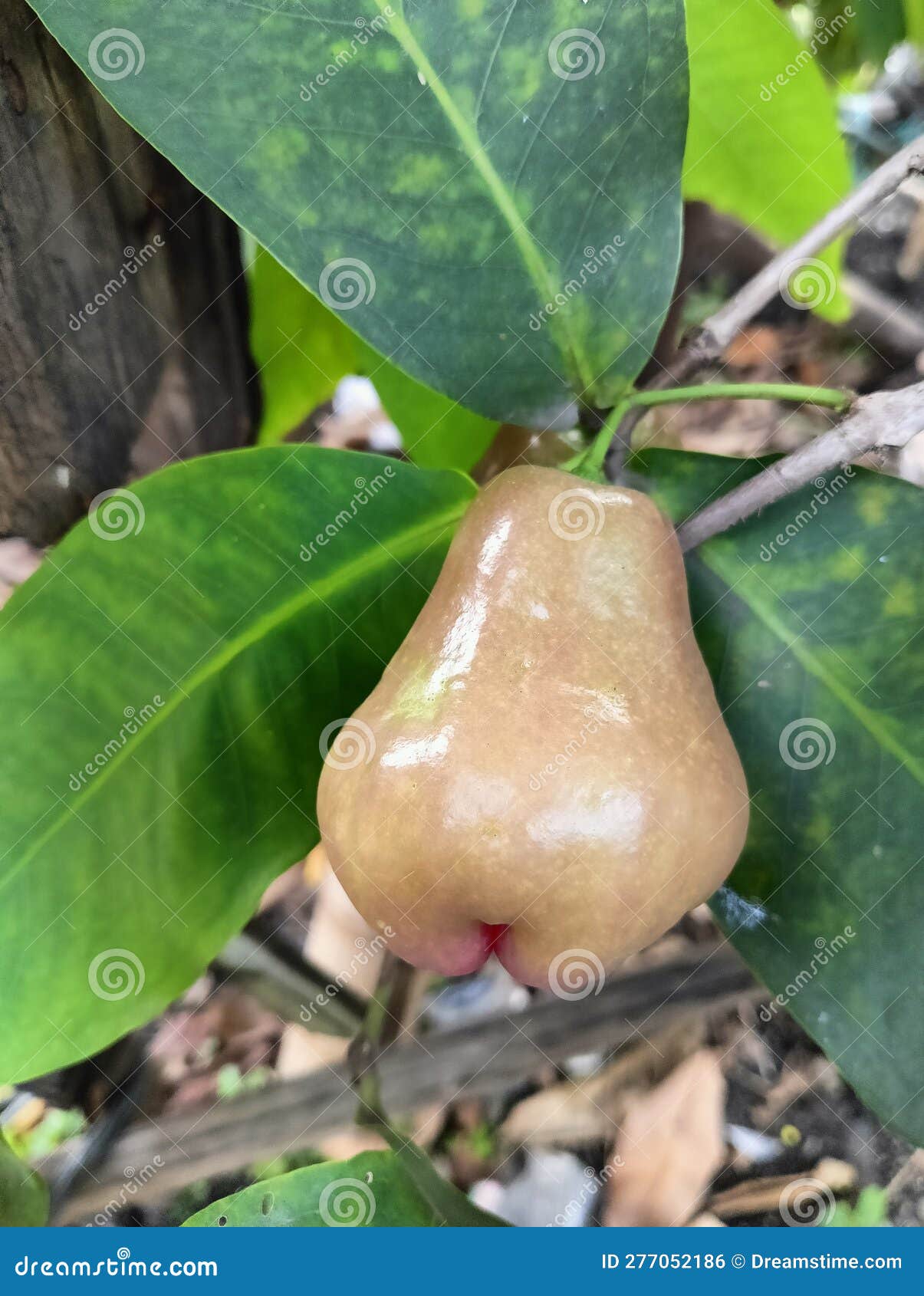 The Water Apple Tree beside the House Has Been Bearing Fruit Stock ...