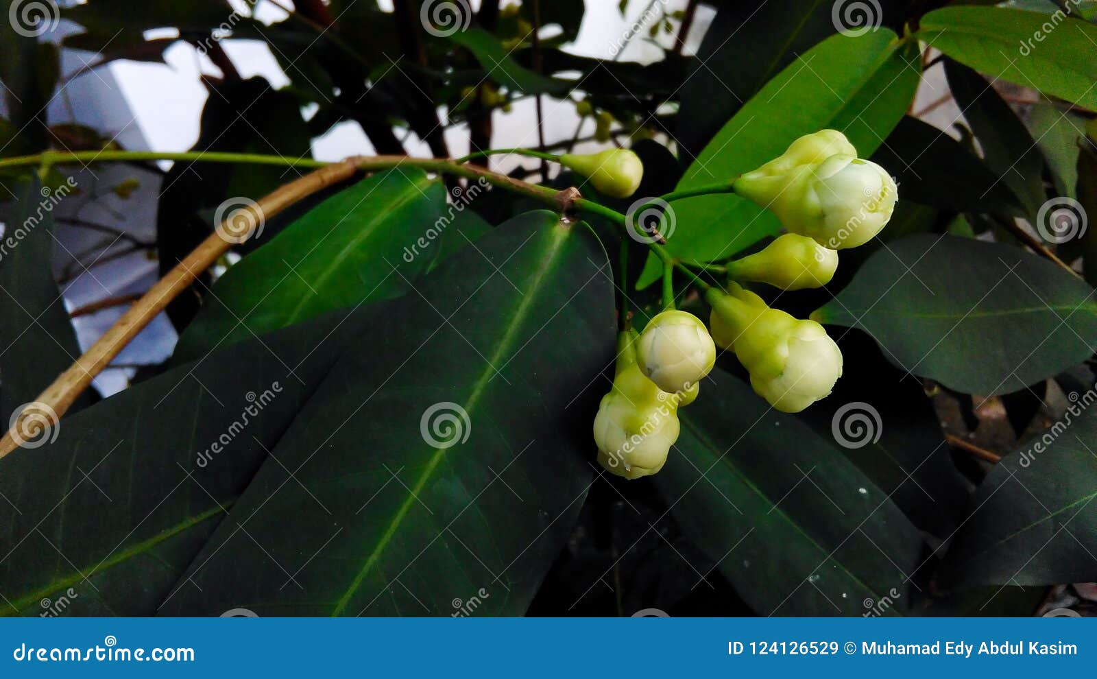 Water apple at tree stock image. Image of exotic, fruit - 124126529