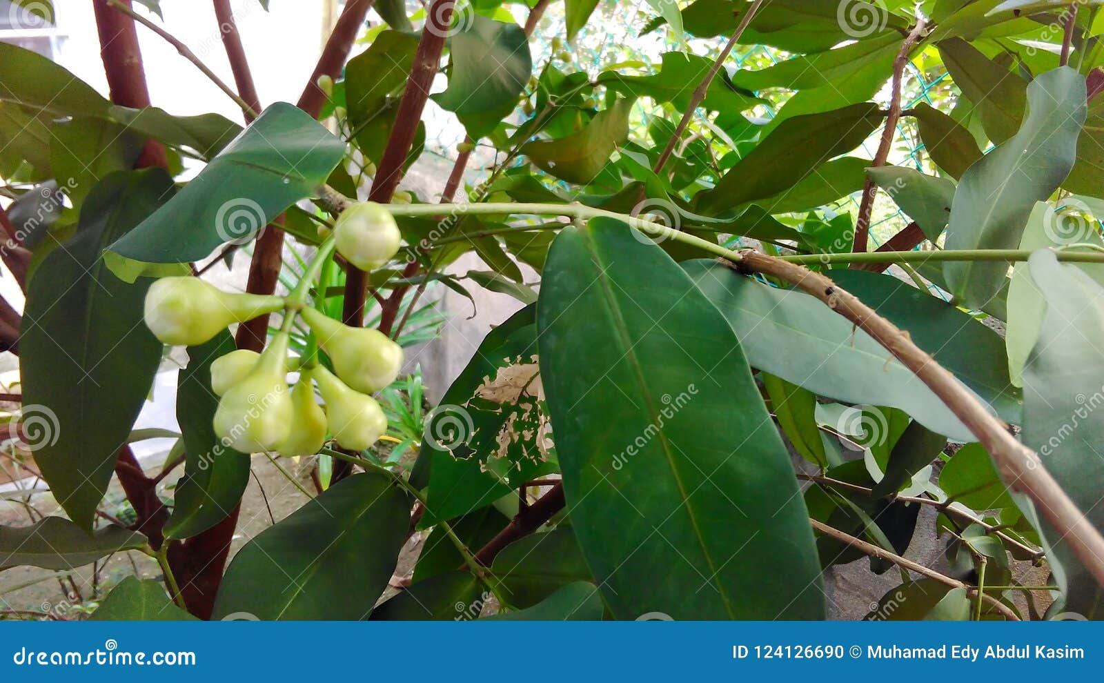 Water apple at tree stock photo. Image of southeast - 124126690