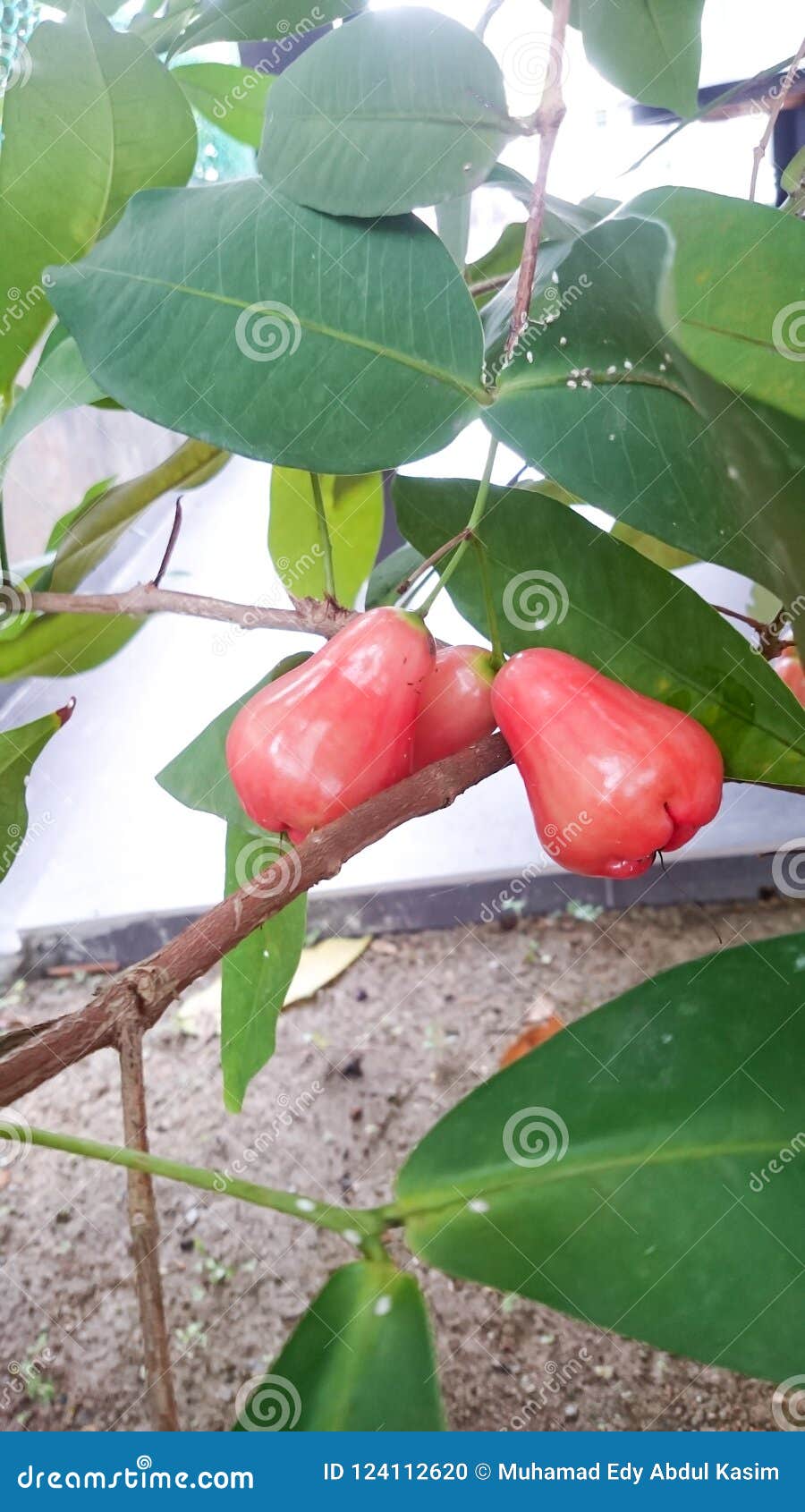 Water apple at tree stock photo. Image of apple, royal - 124112620