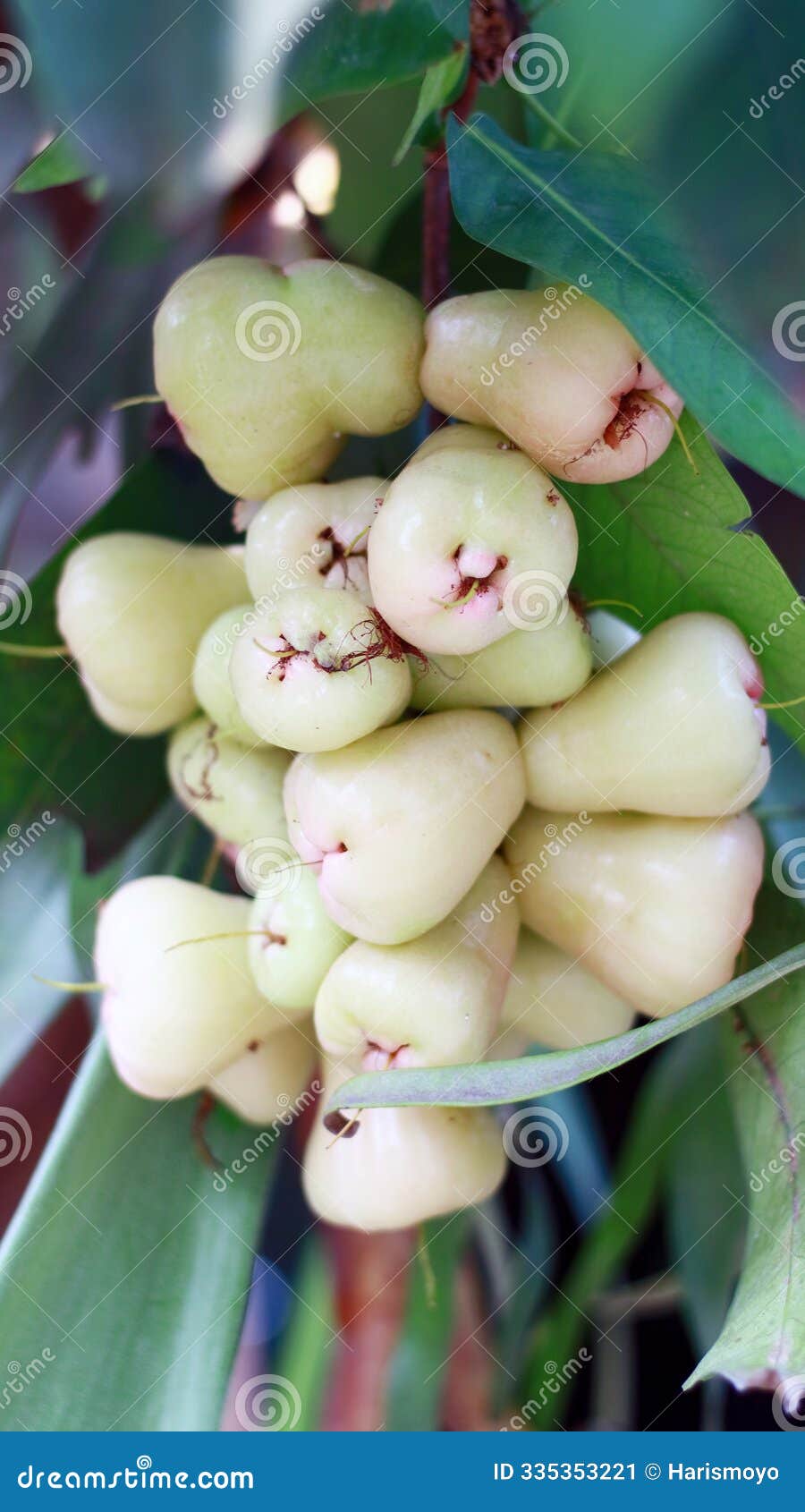 Water apples stock image. Image of syzygium, plant, watery - 335353221