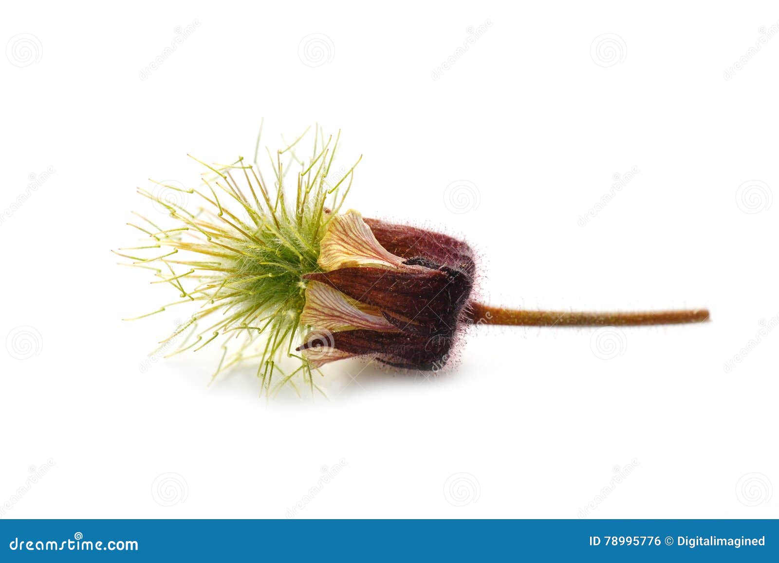 Water Avens Seed Stock Photos - Free & Royalty-Free Stock Photos from ...