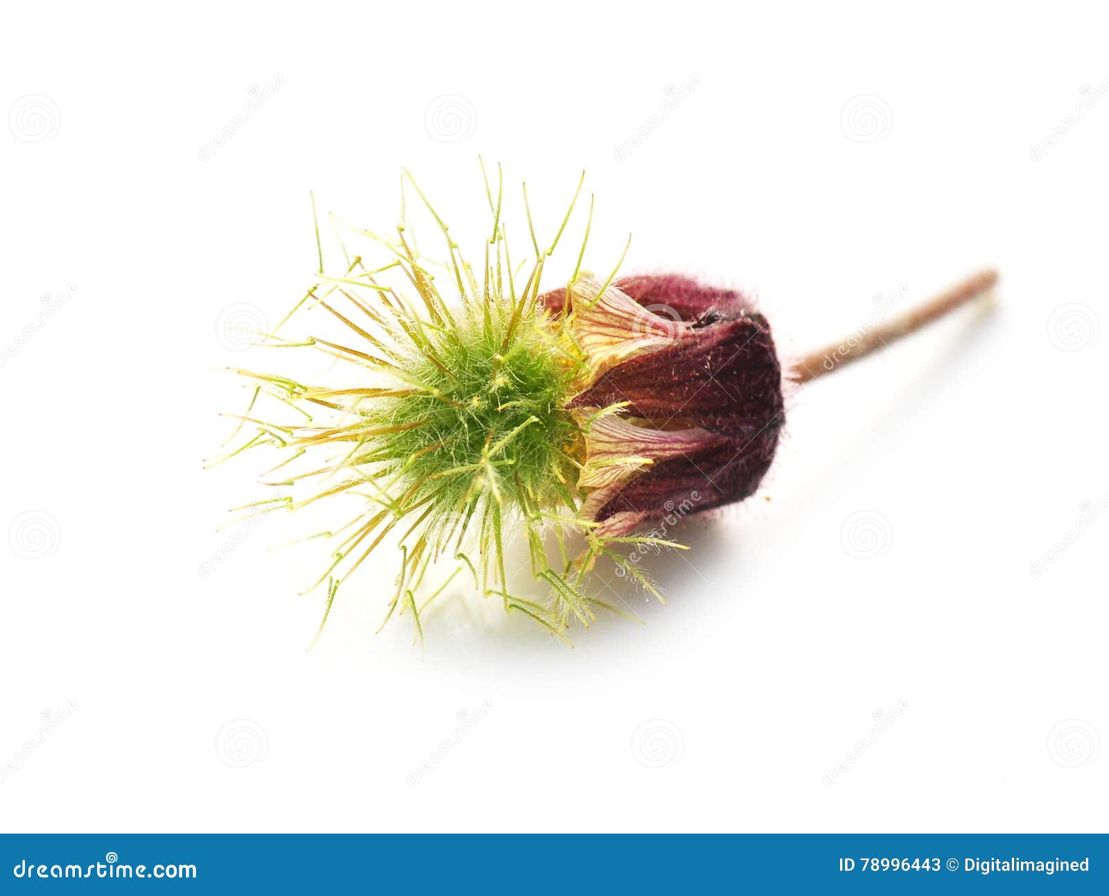 Water avens seed stock image. Image of nodding, crop - 78996443