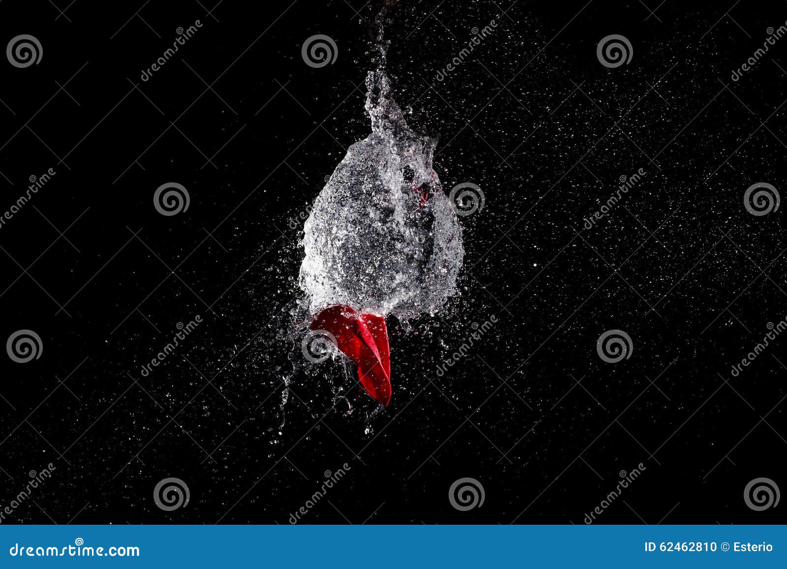 Water balloon explosion stock photo. Image of black, needle - 62462810