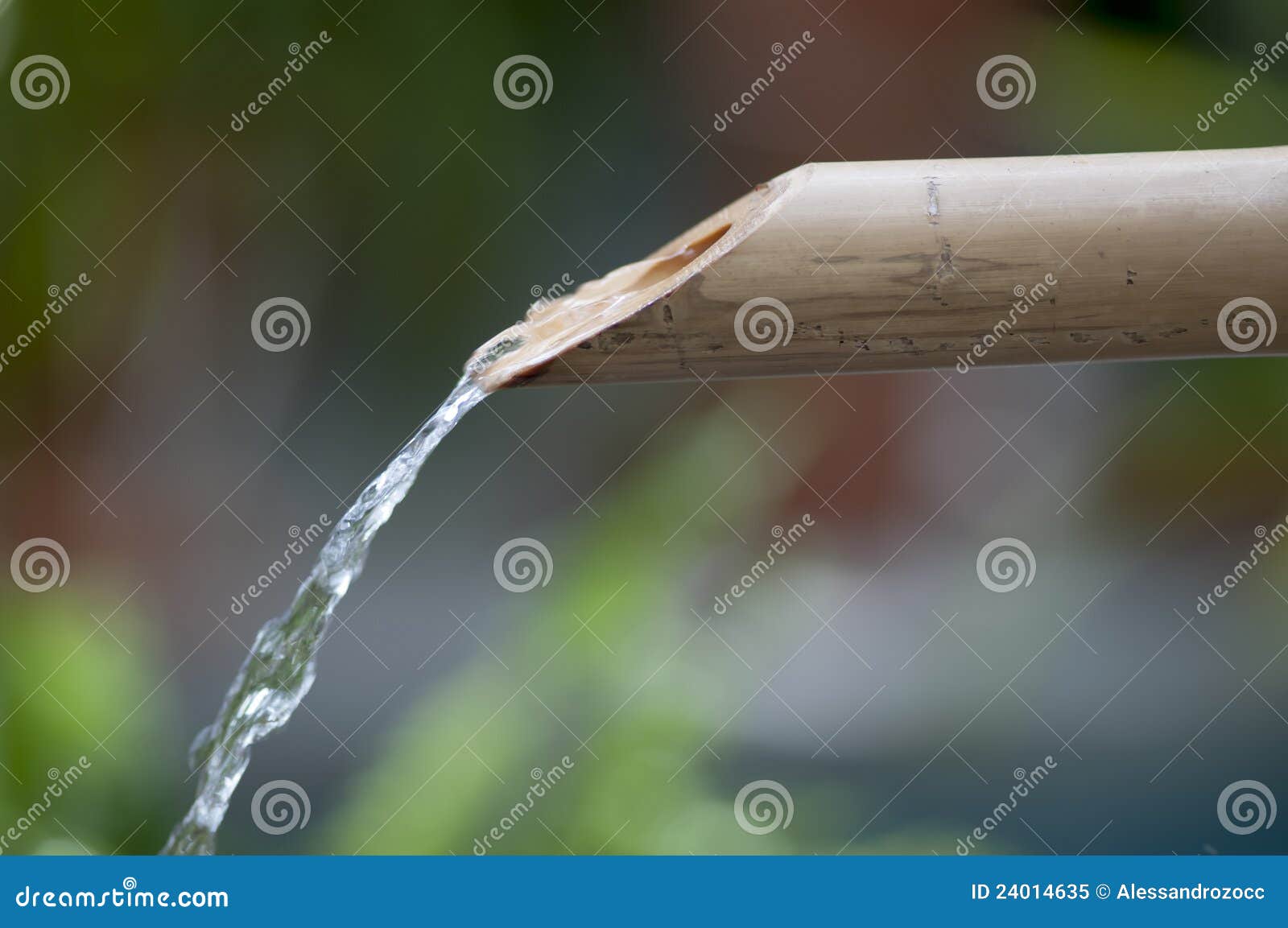 Water Bamboo Plants And Gotu Kola Leaves In Front Of A Rocky Wall Stock ...