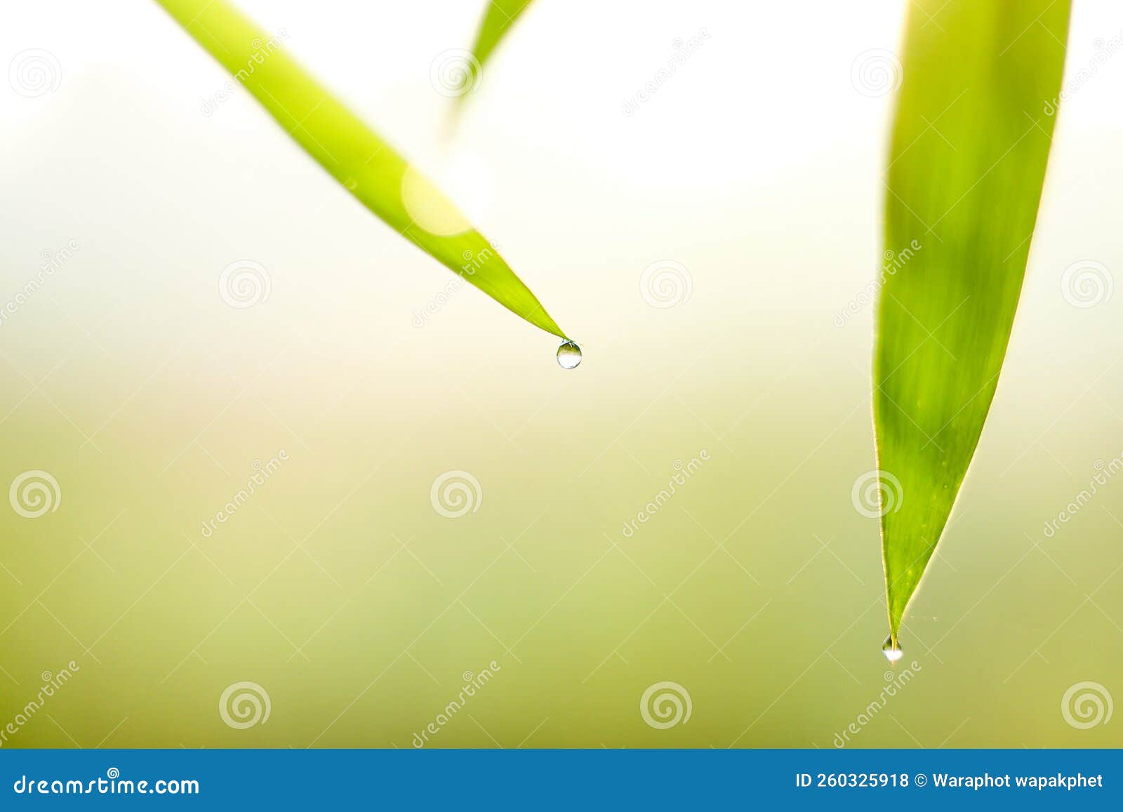 Water on Bamboo Leaves Dripping at Leaf Tips, Spa Concept Natural ...